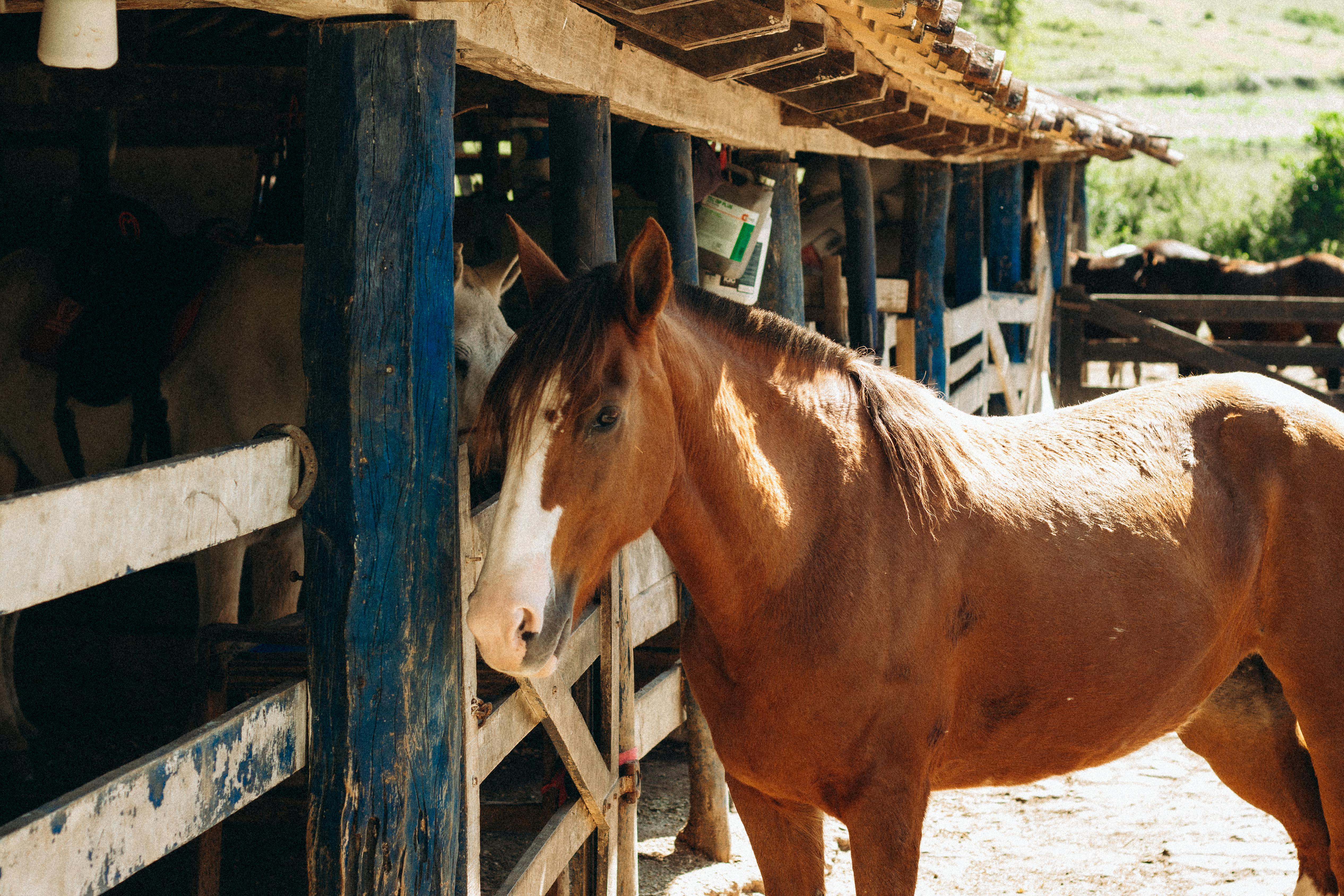 Stall Uinta Betonkonstruktion Photos, Download The BEST Free Stall Uinta Betonkonstruktion Stock ...