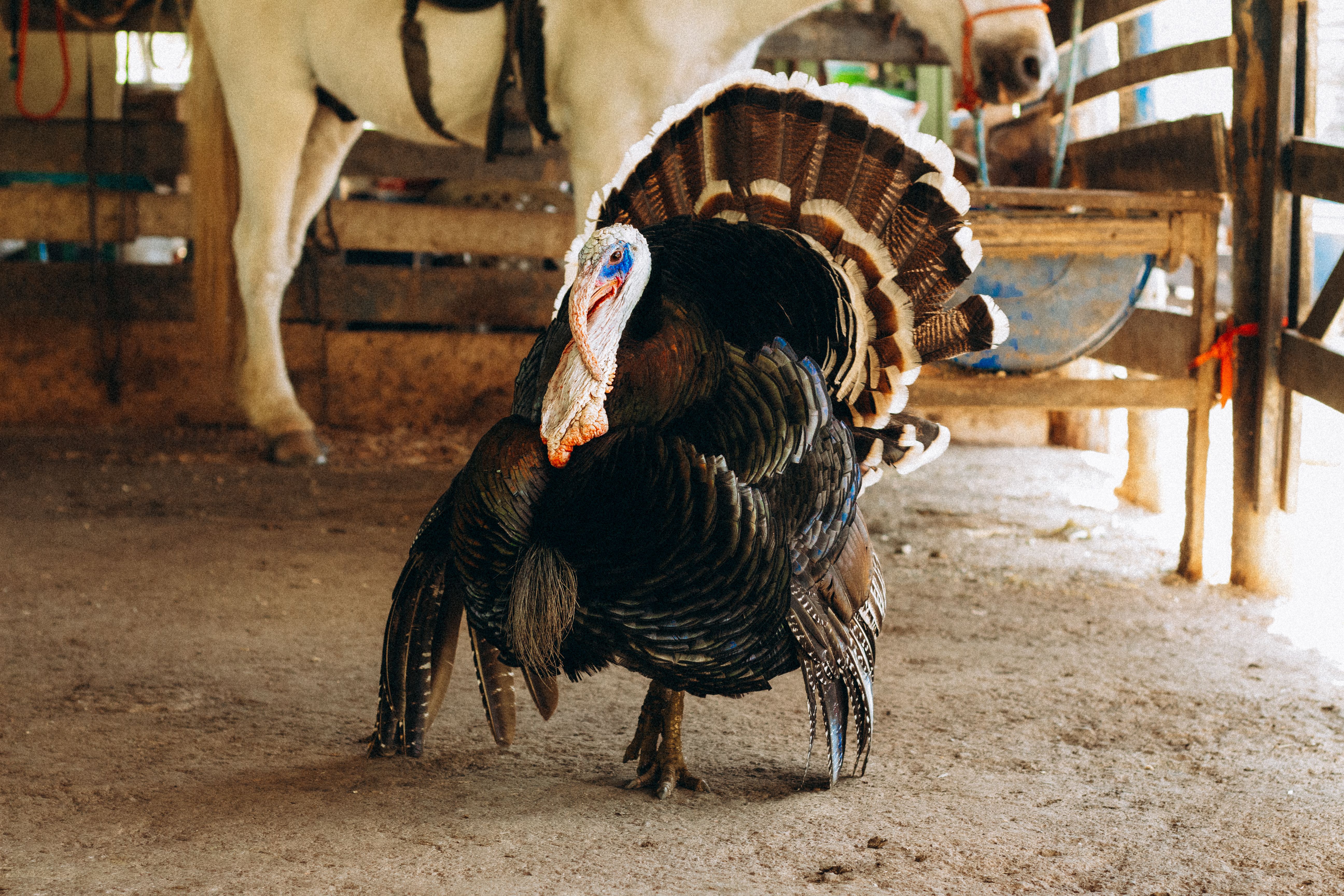 Majestic Turkey Strutting in Barn Interior · Free Stock Photo