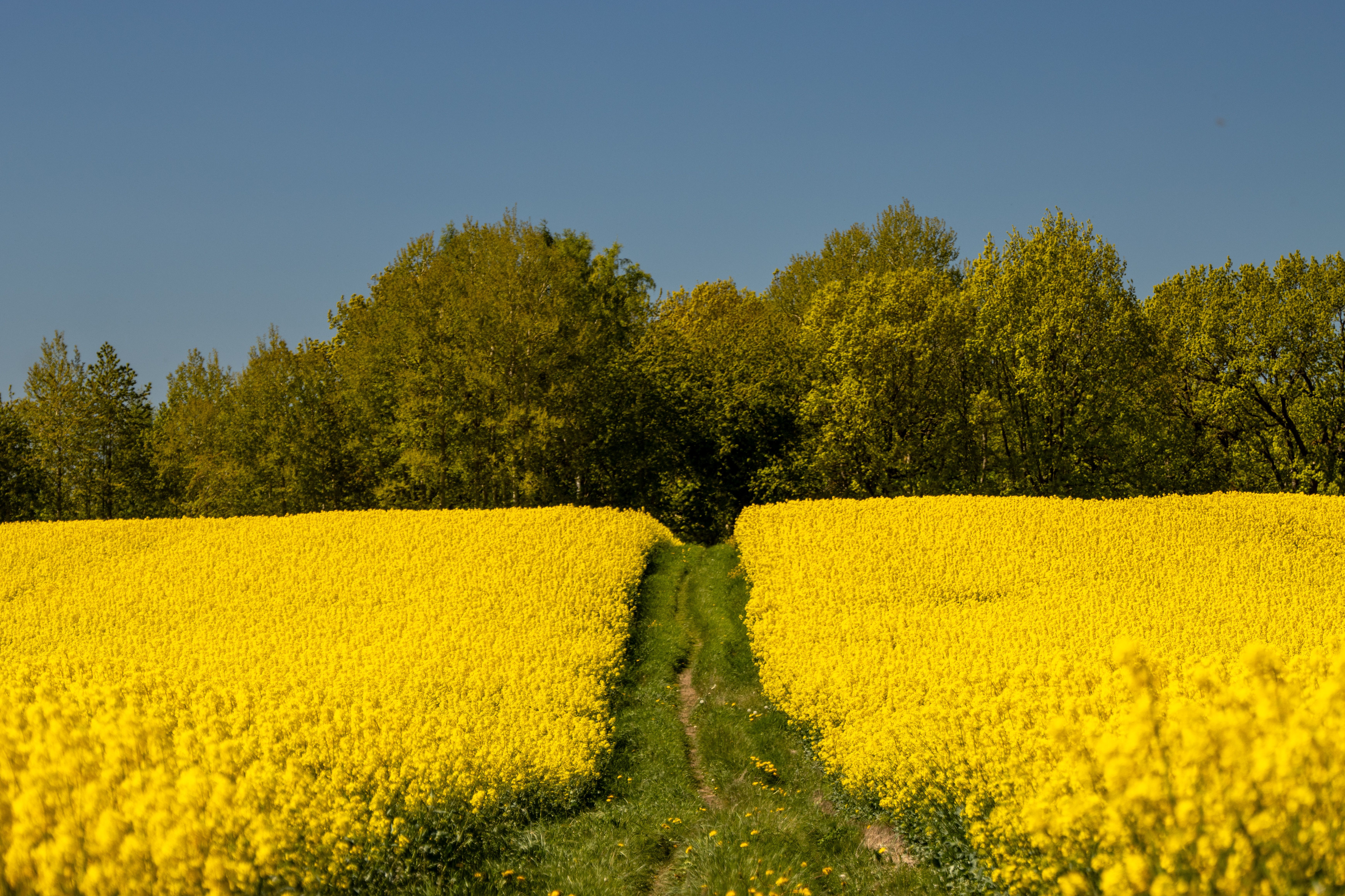 Vibrant Yellow Rapeseed Field in Jönköping, Sweden · Free Stock Photo