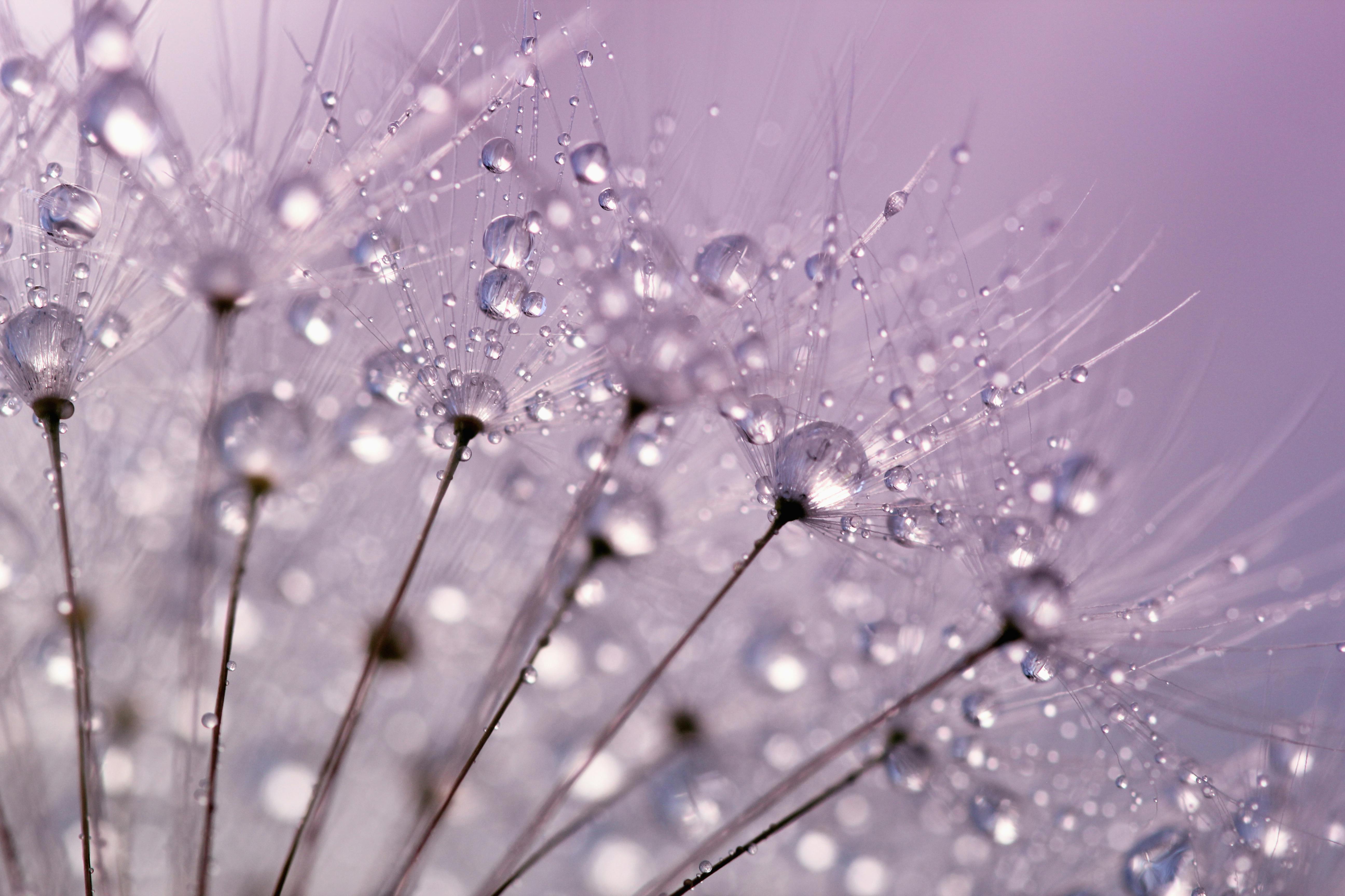 Dandelion Flower With Dewdrops · Free Stock Photo