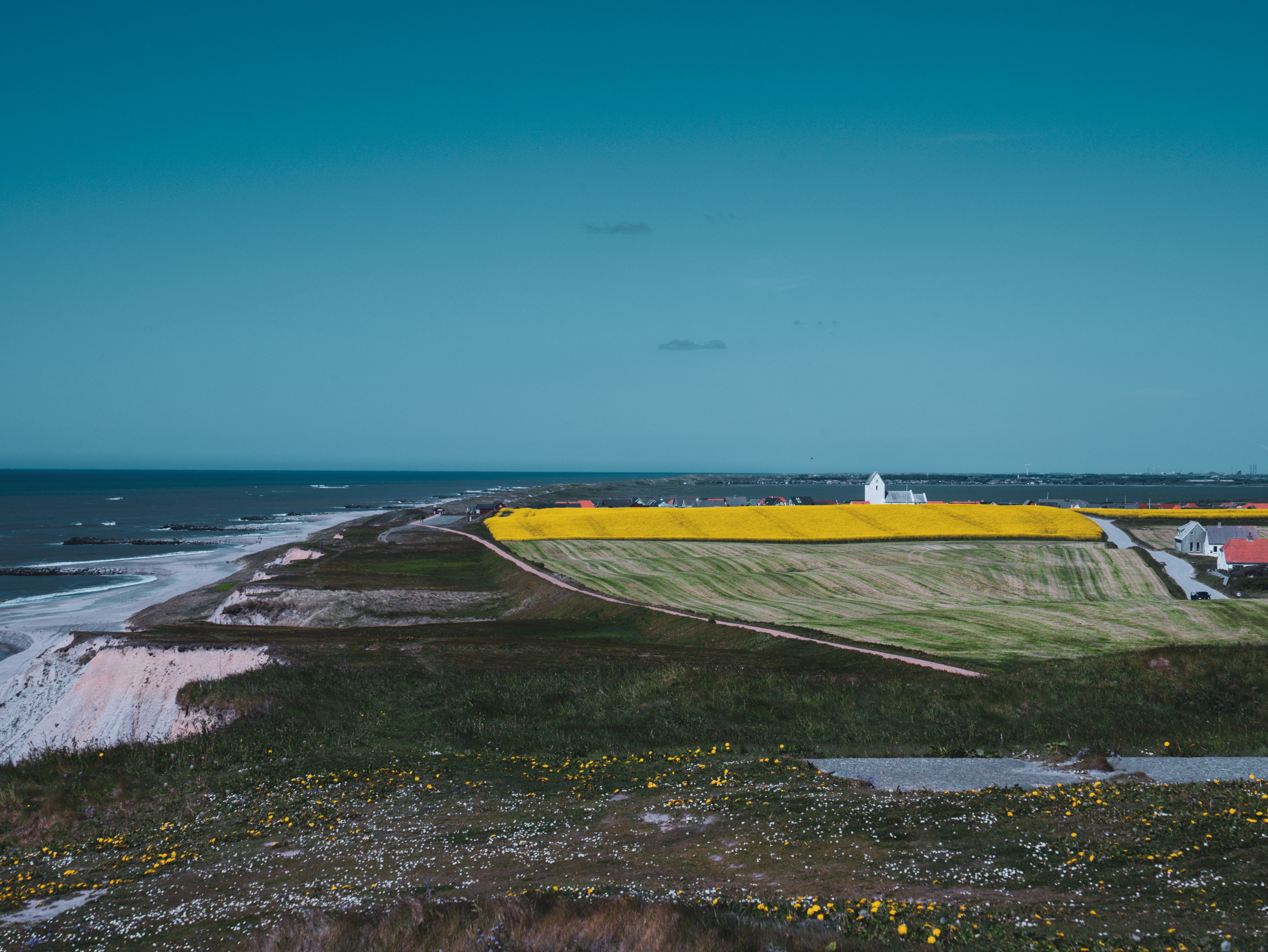 Scenic Coastal Landscape with Canola Fields in Denmark · Free Stock Photo