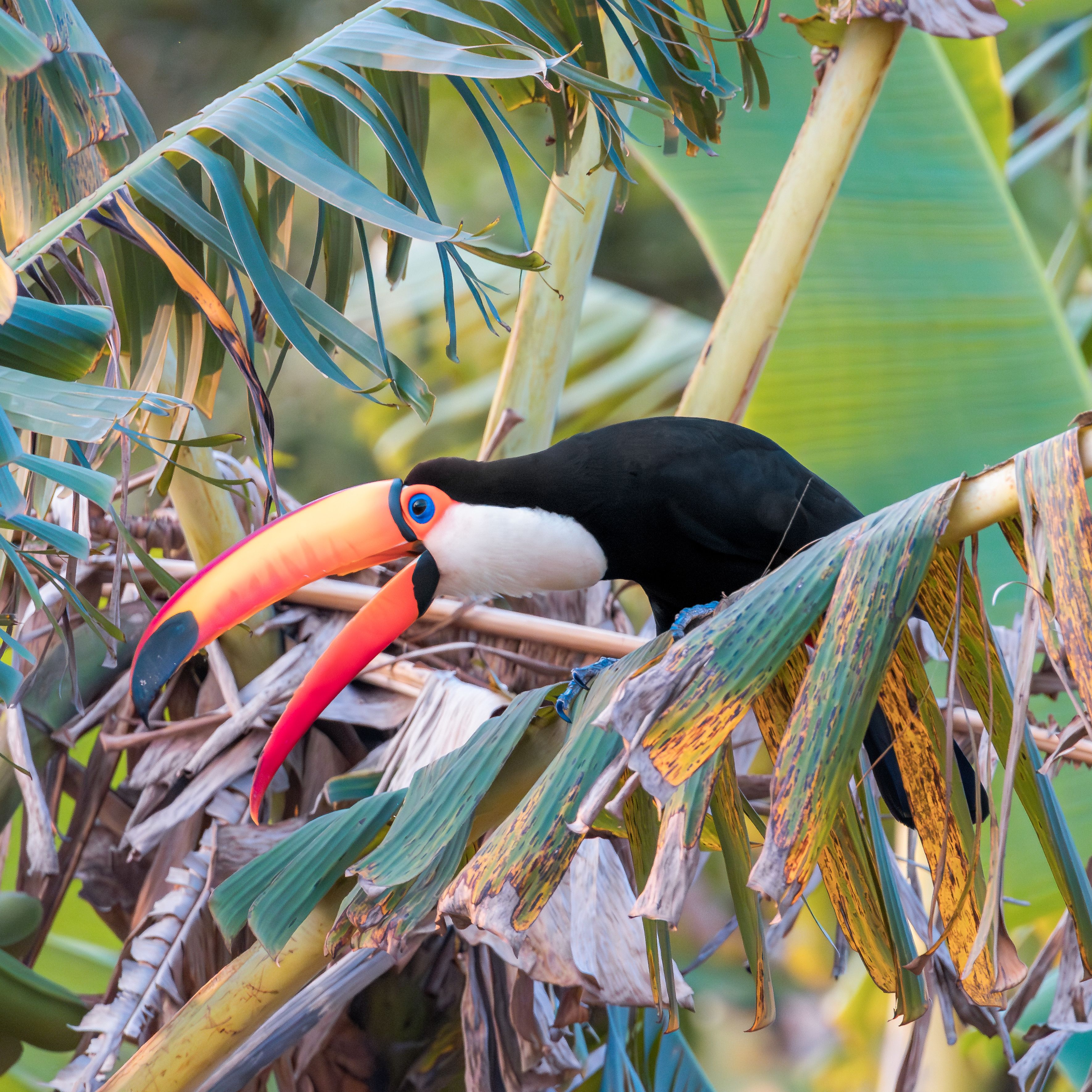 Vibrant Toucan Resting Among Tropical Banana Leaves · Free Stock Photo