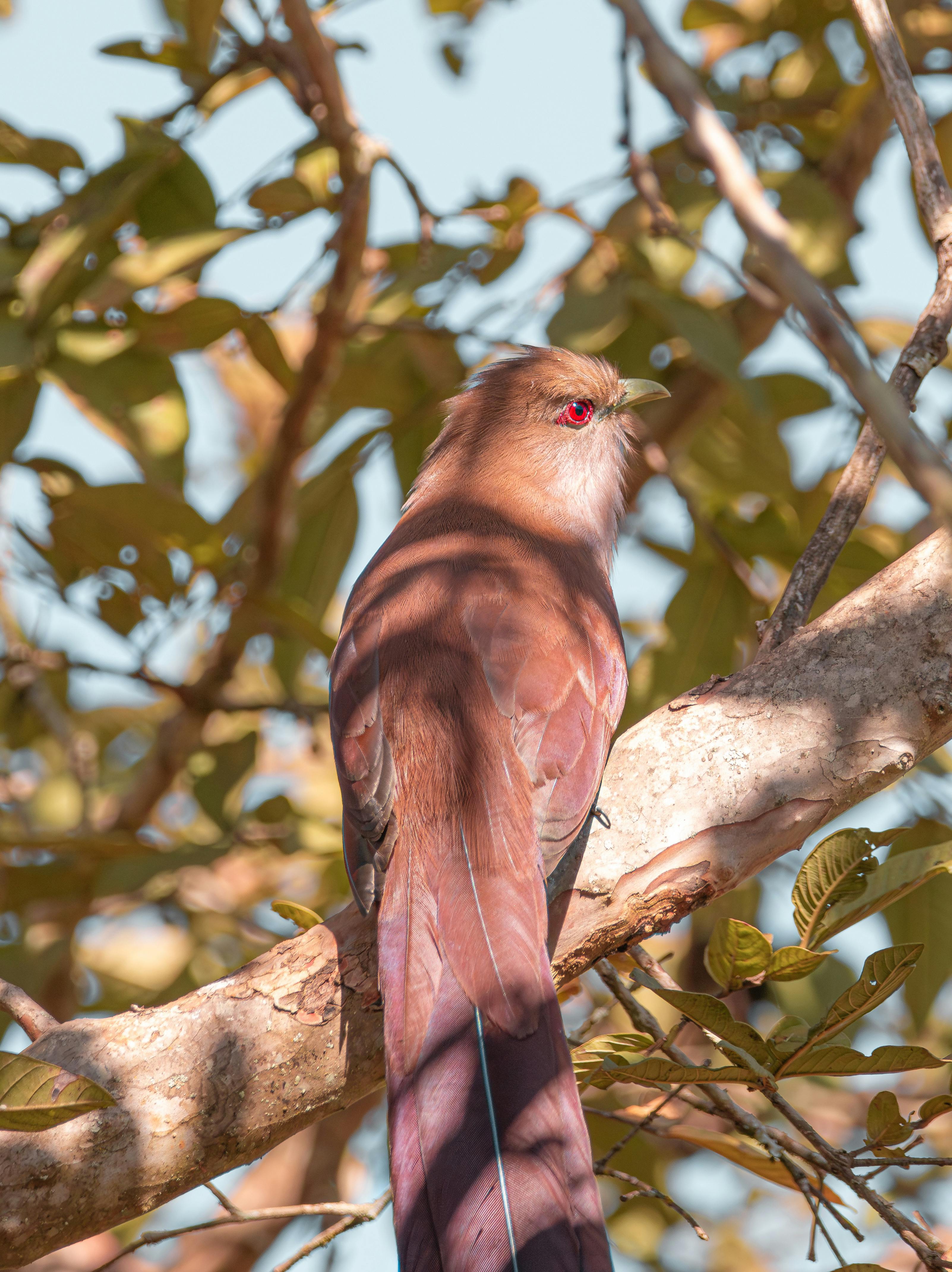 Cuckoo Bird Photos, Download The BEST Free Cuckoo Bird Stock Photos ...