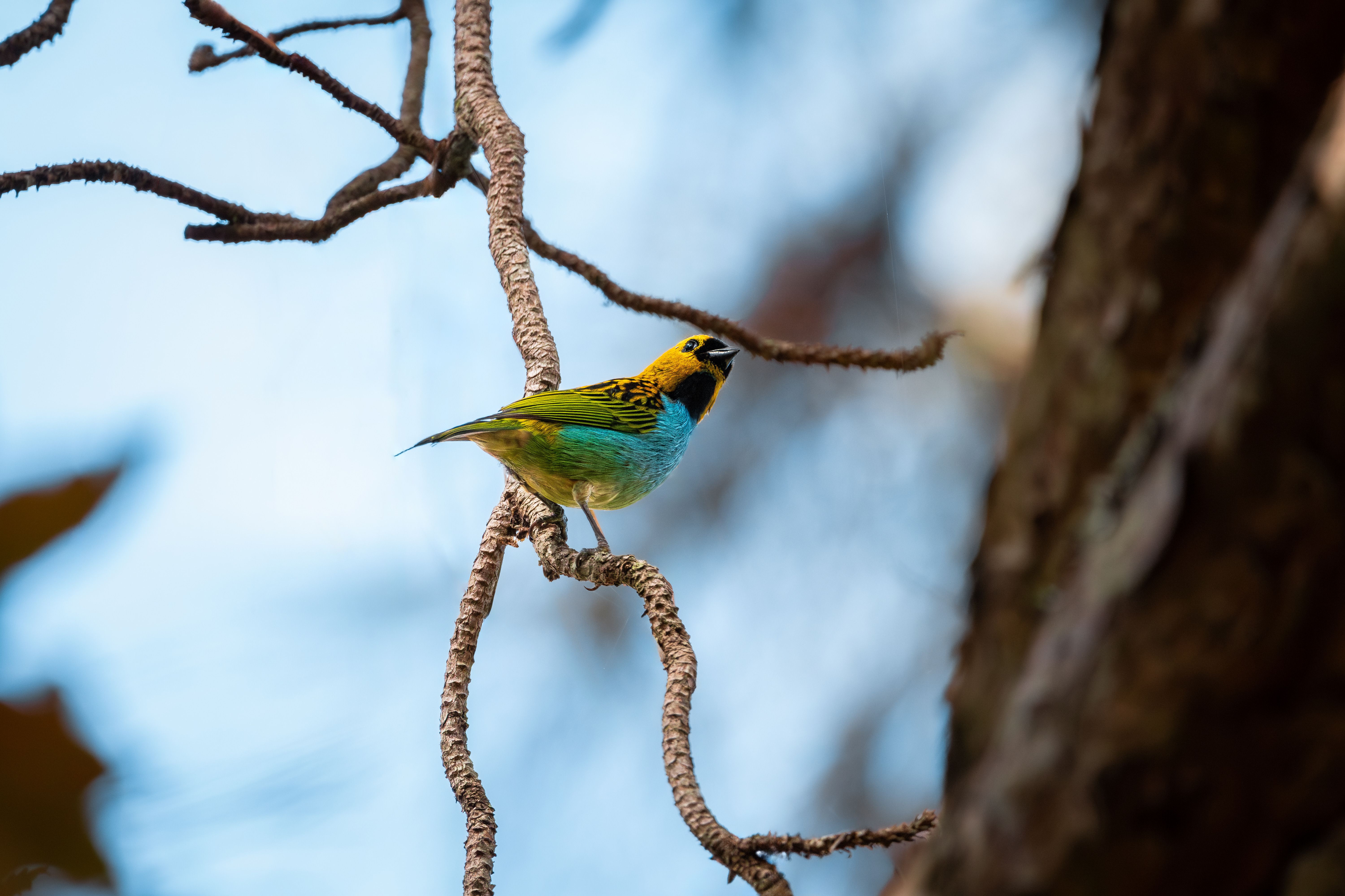 Colorful Bird Perched on Twisted Branch Outdoors · Free Stock Photo