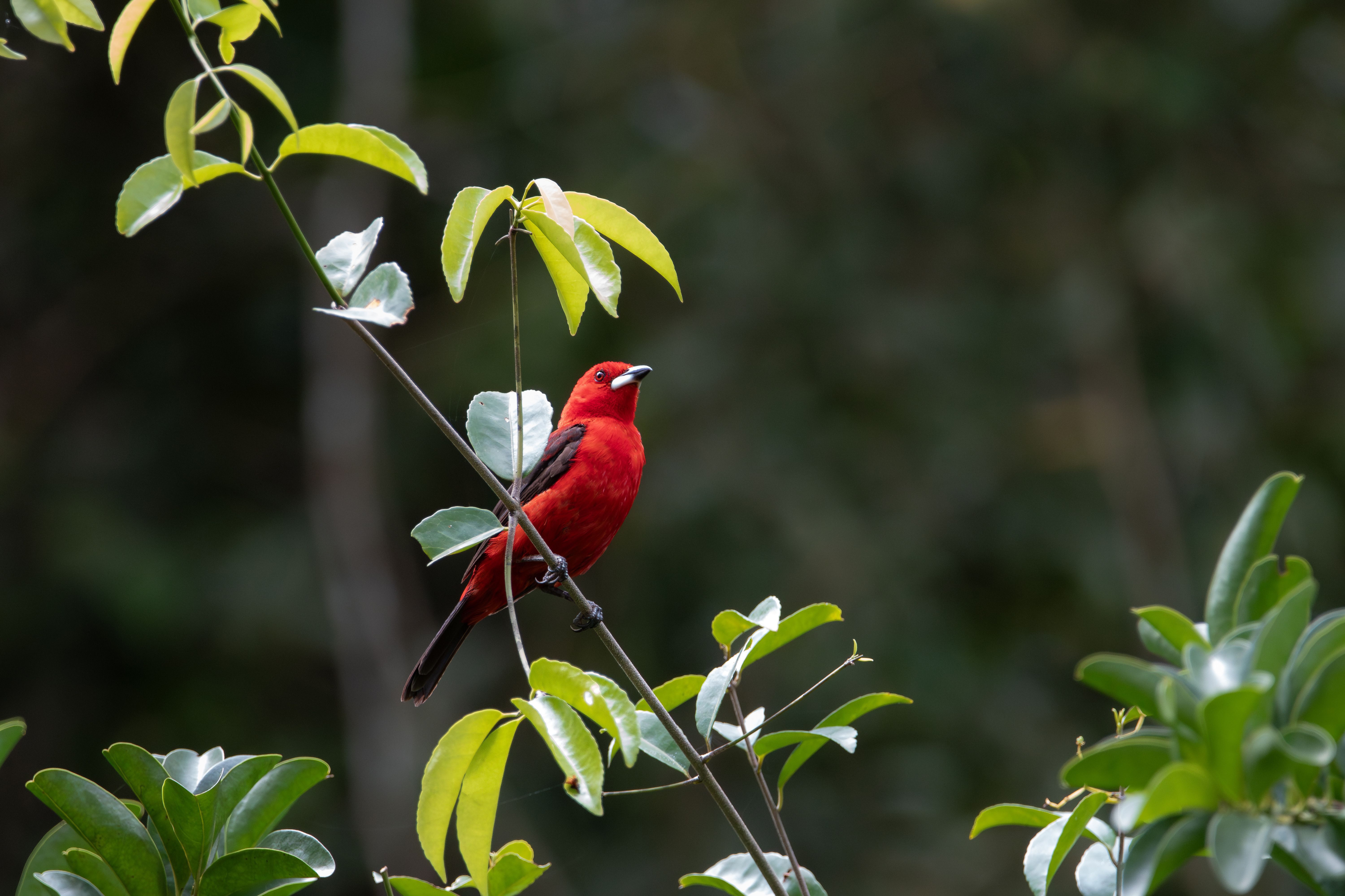 Vivid Vermilion Flycatcher Perched in Colombia · Free Stock Photo
