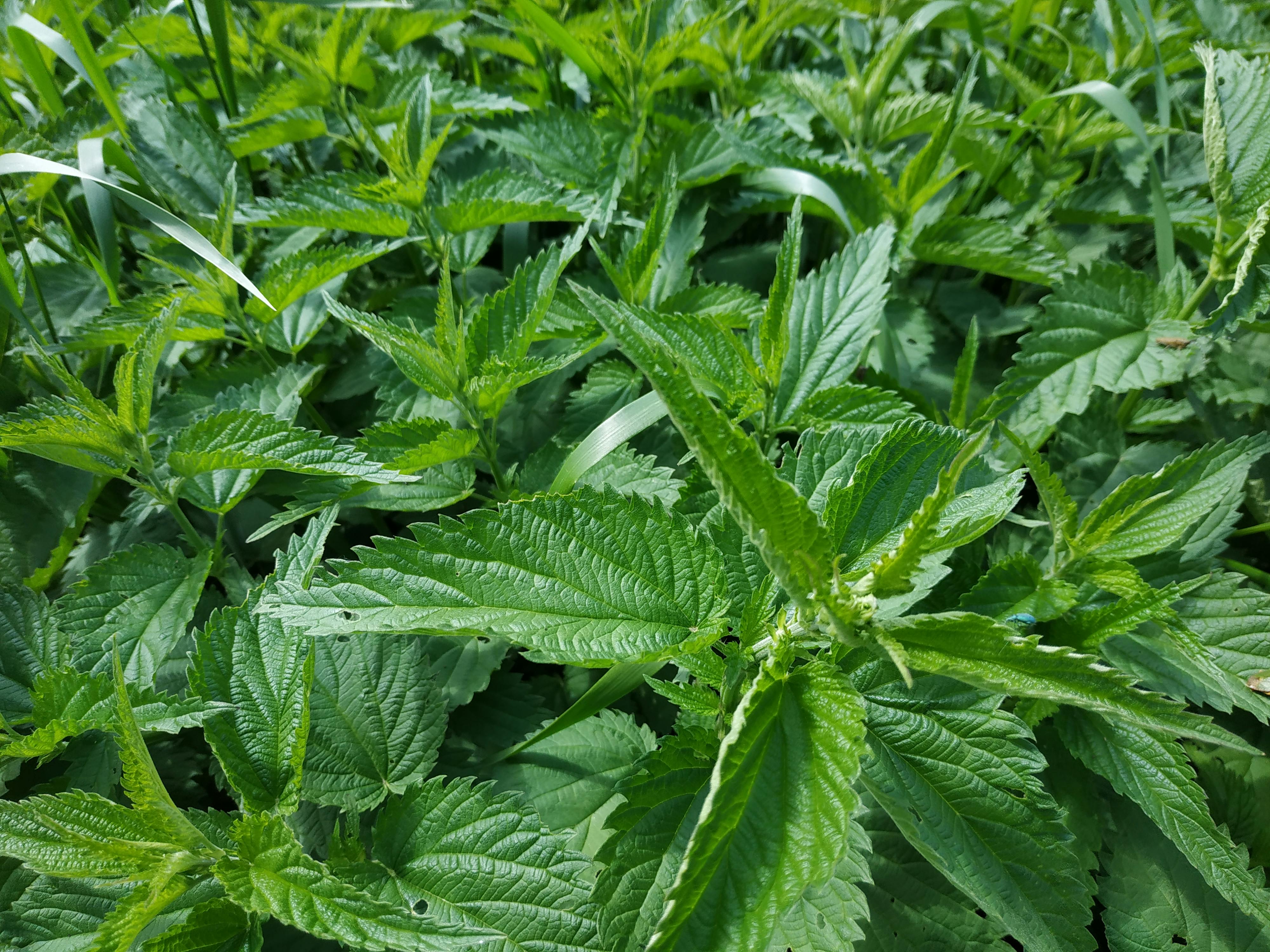 Jute+Chappal+Bahar+Utare+Image Photos, Download The BEST Free Jute ...