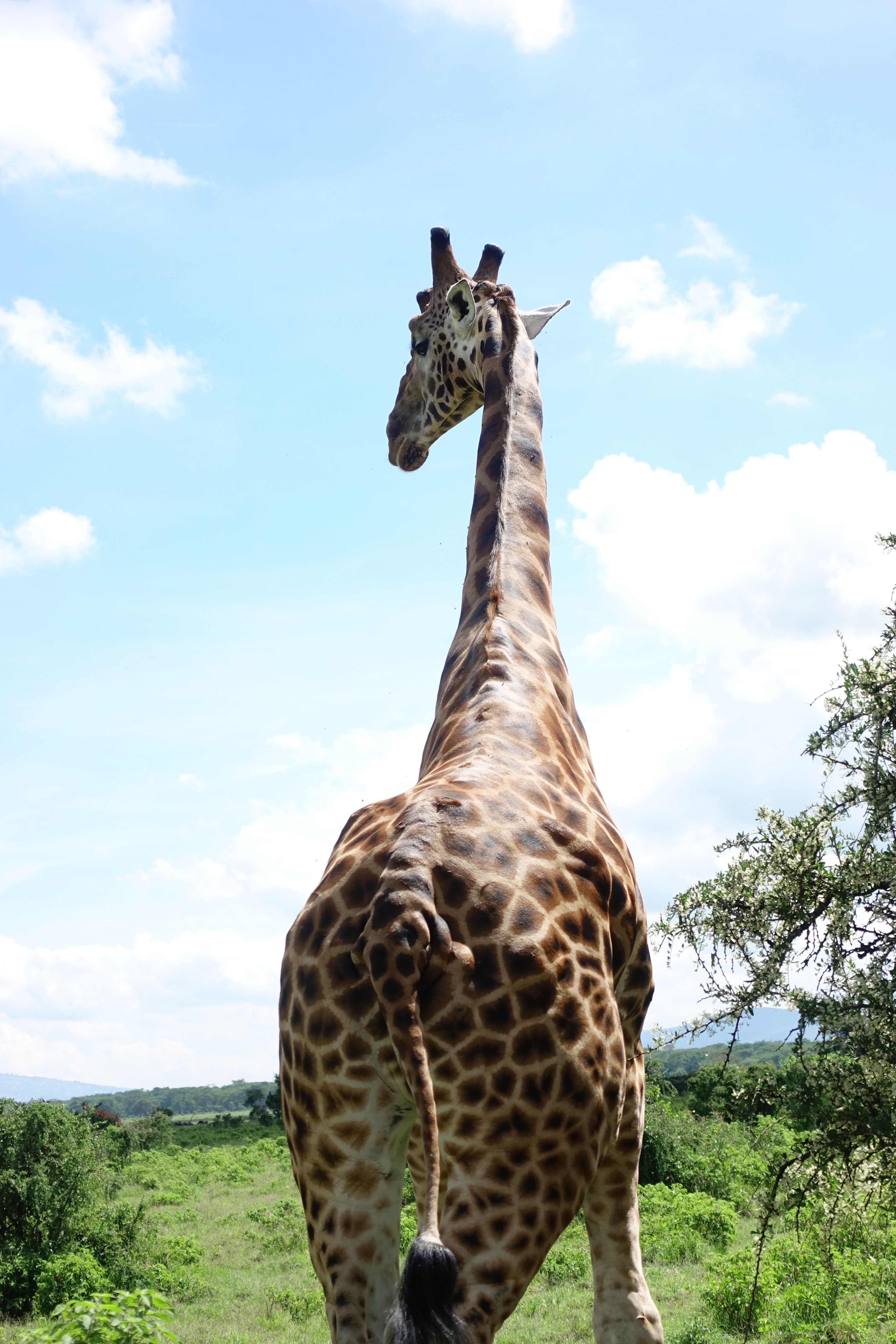 Giraffe in African Savanna Wildlife Habitat · Free Stock Photo