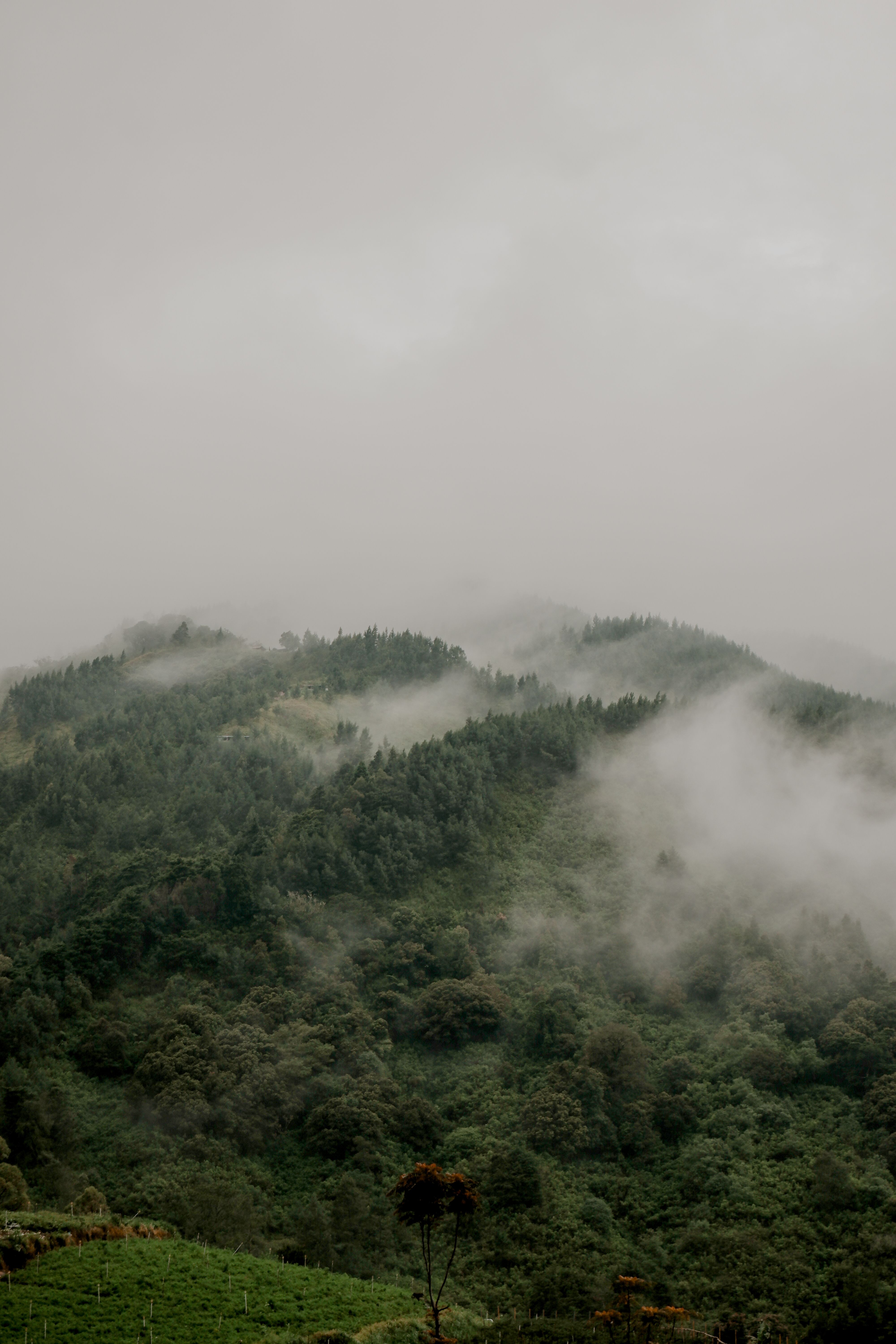 Alibaba Went Dense Forest Photos, Download The BEST Free Alibaba Went ...