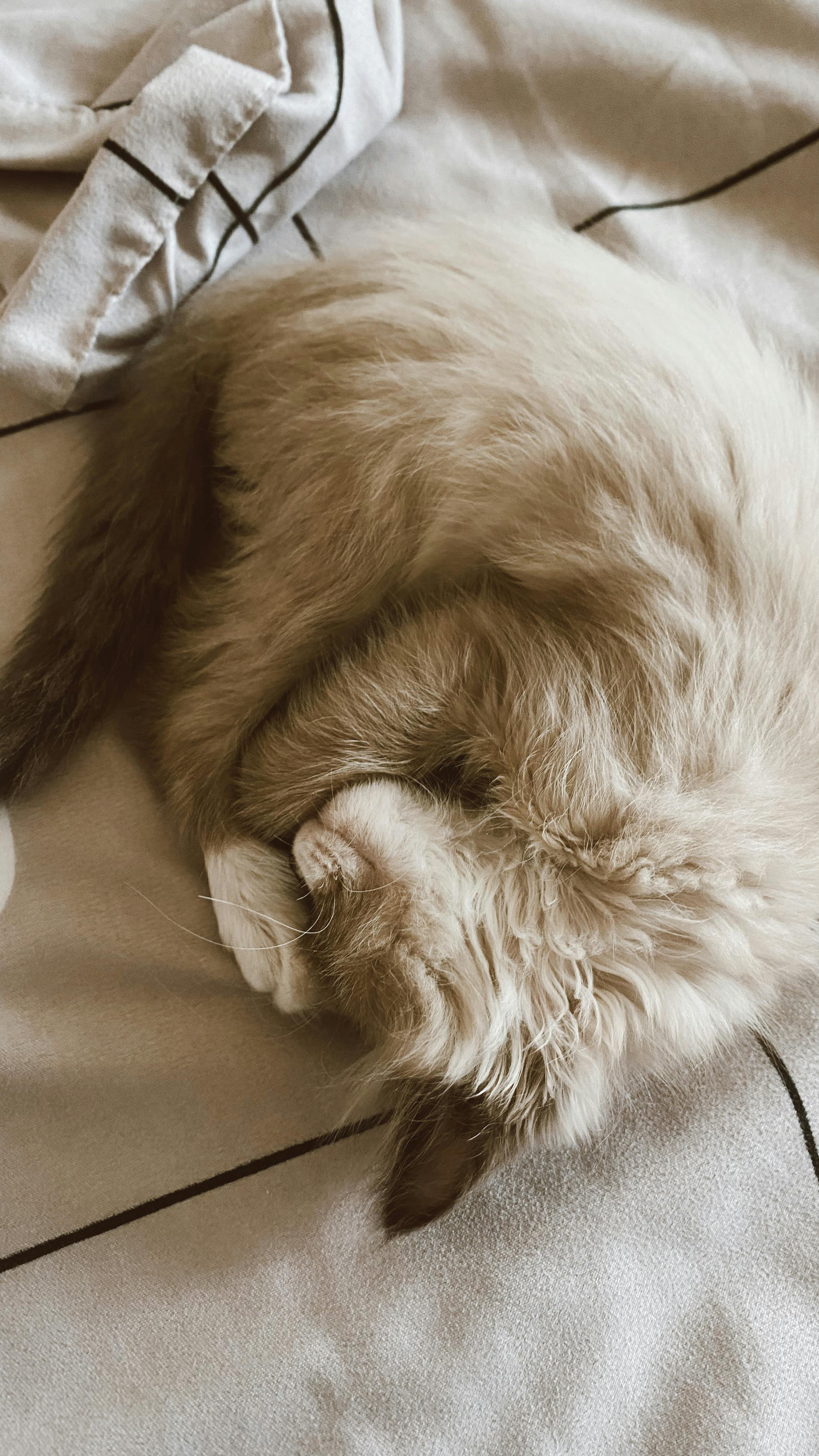 Freaky Cat Photos, Download The BEST Free Freaky Cat Stock Photos & HD ...