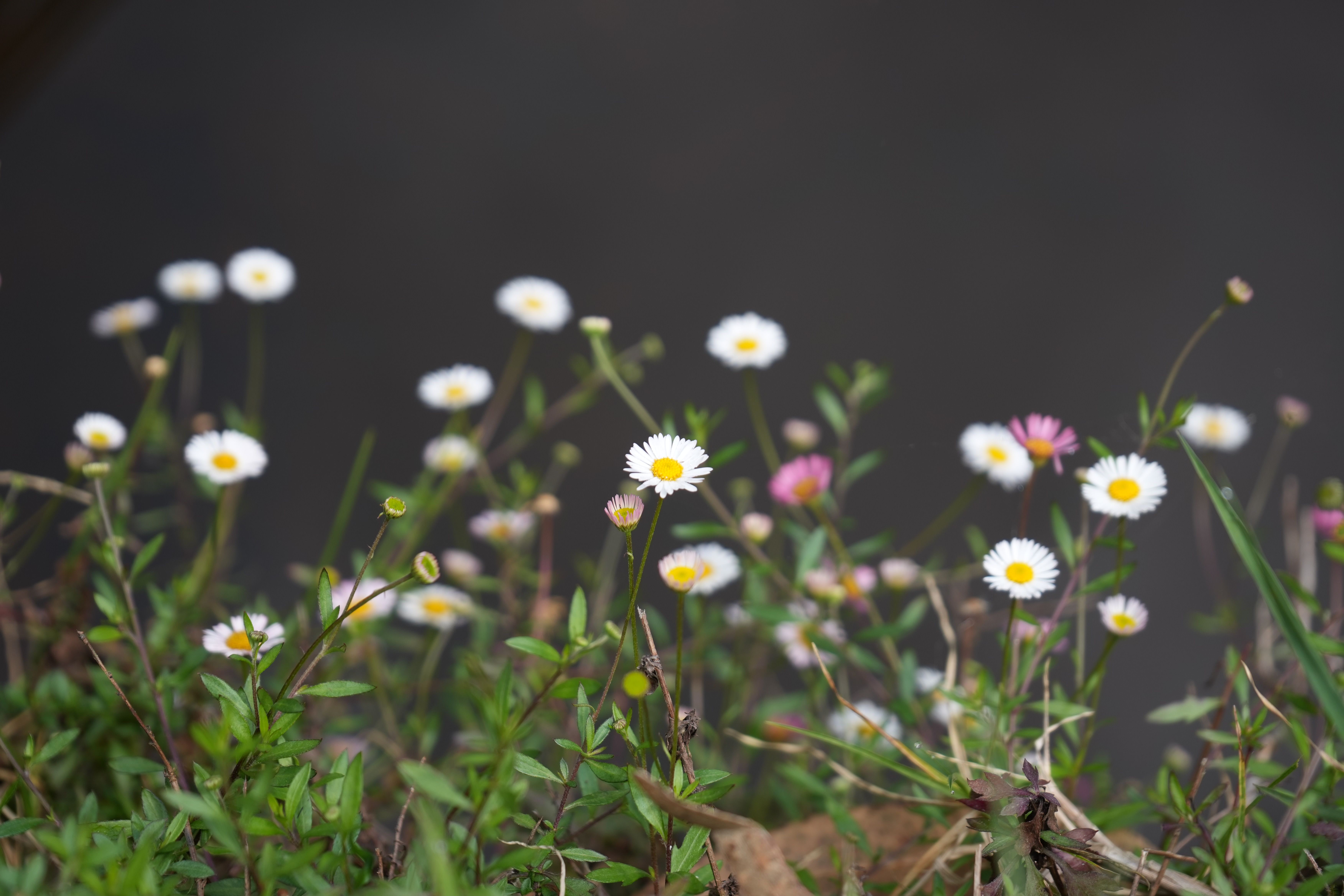 Beautiful Daisies Blooming in Spring Garden · Free Stock Photo