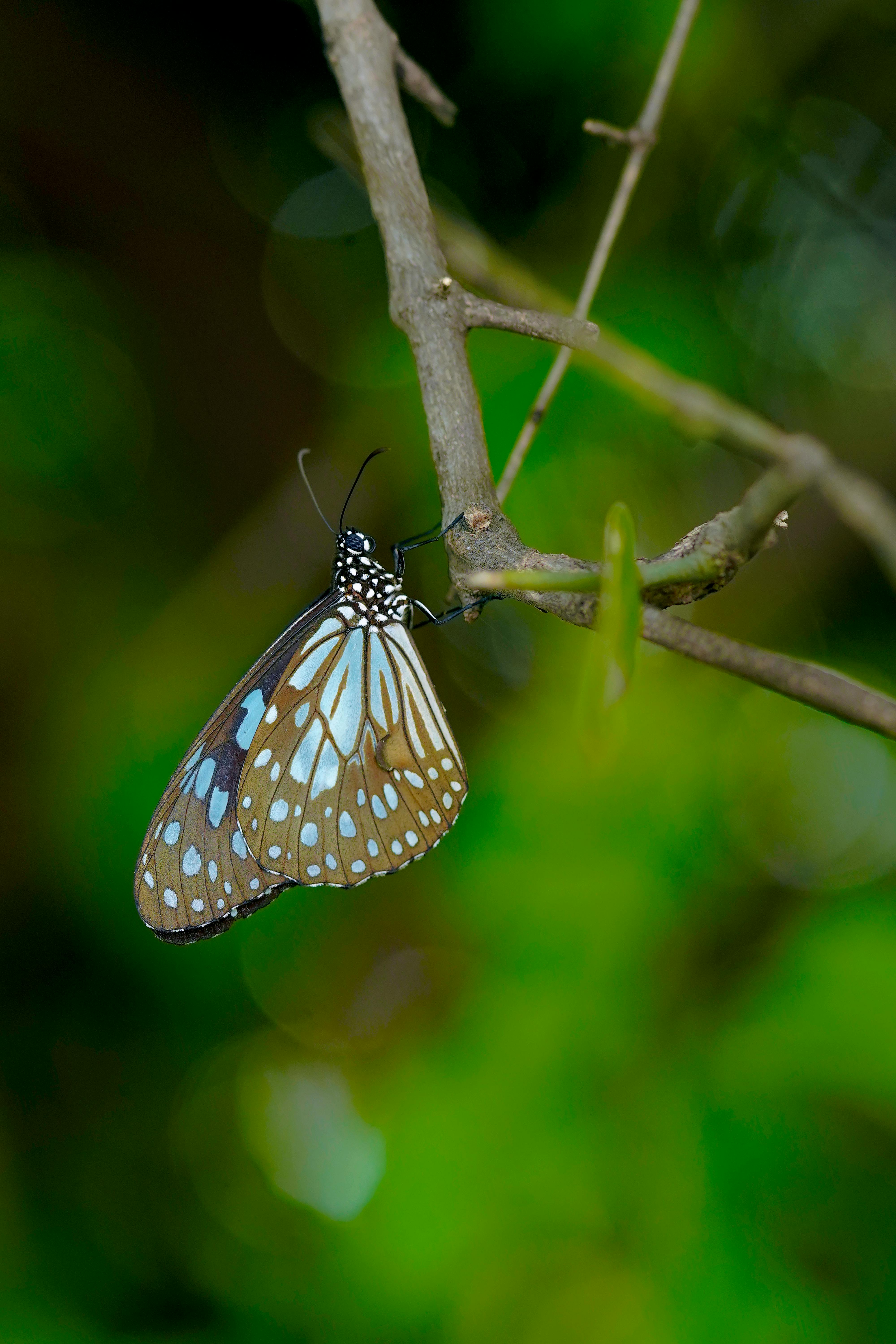 Close-Up of a Butterfly · Free Stock Photo