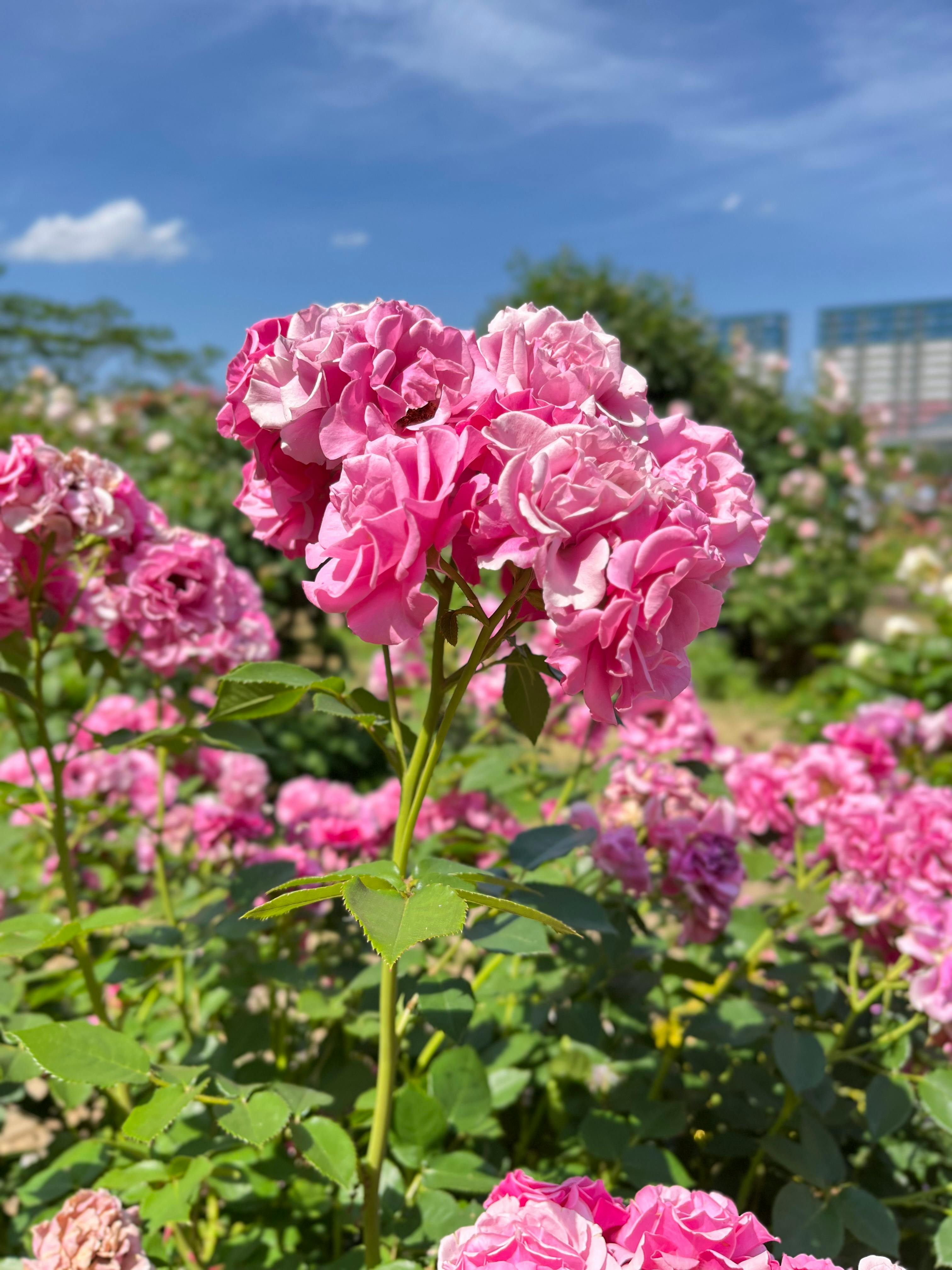 Vibrant Pink Roses Blooming in Sunlit Garden · Free Stock Photo