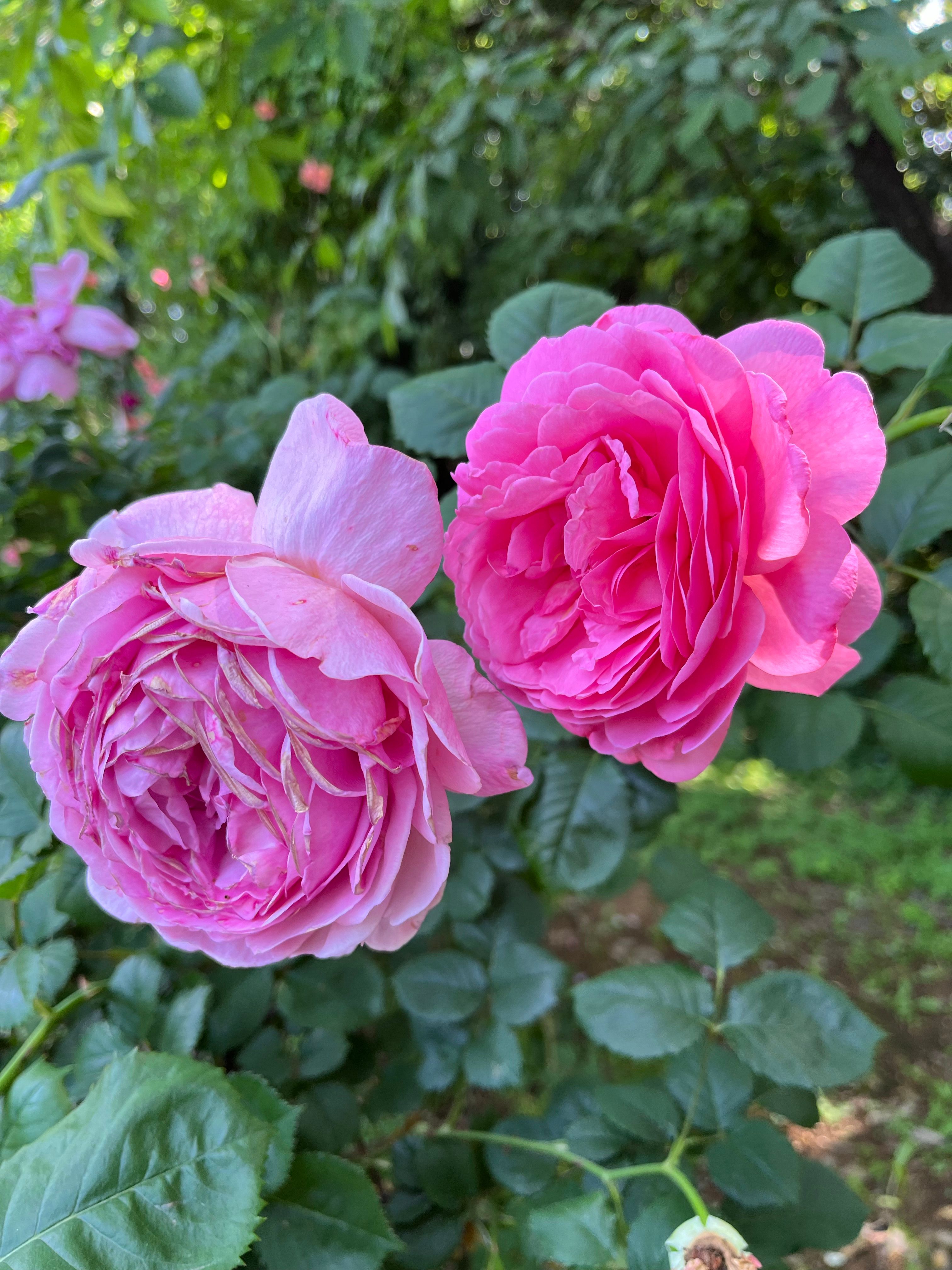 Botany Photos, Download The BEST Free Botany Stock Photos & HD Images