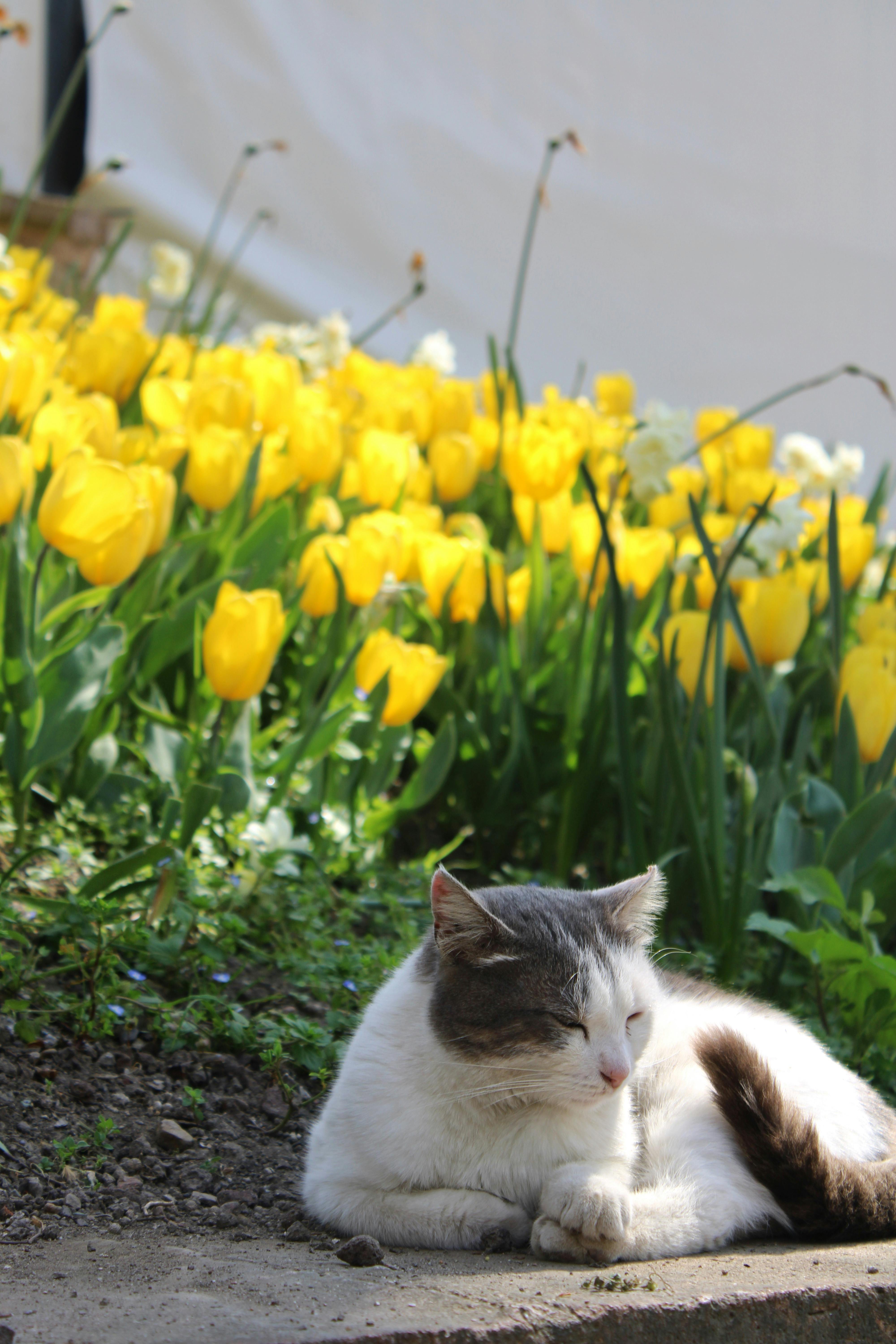 Freaky Cat Photos, Download The BEST Free Freaky Cat Stock Photos & HD ...