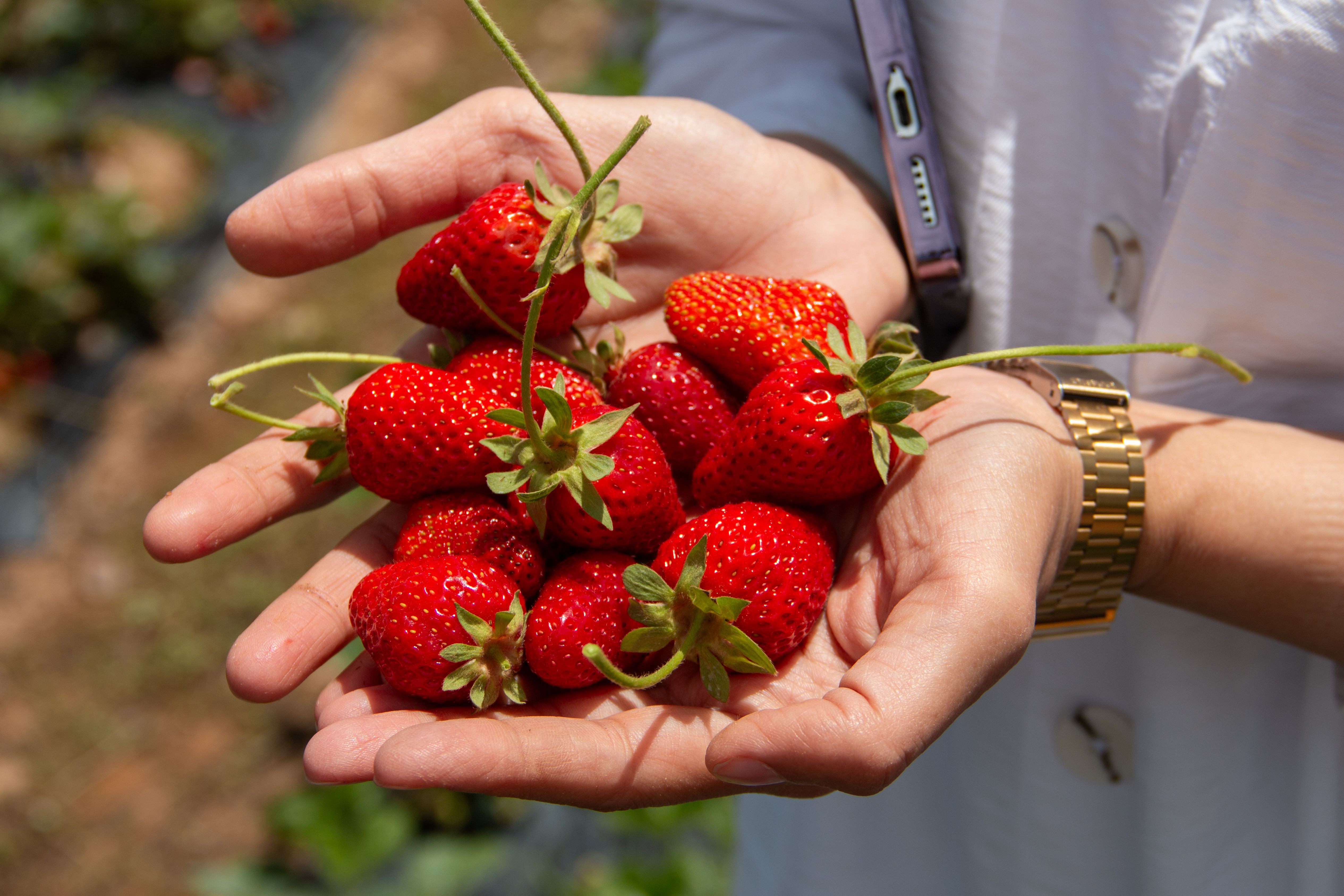 Freshly Picked Strawberries in Hand · Free Stock Photo