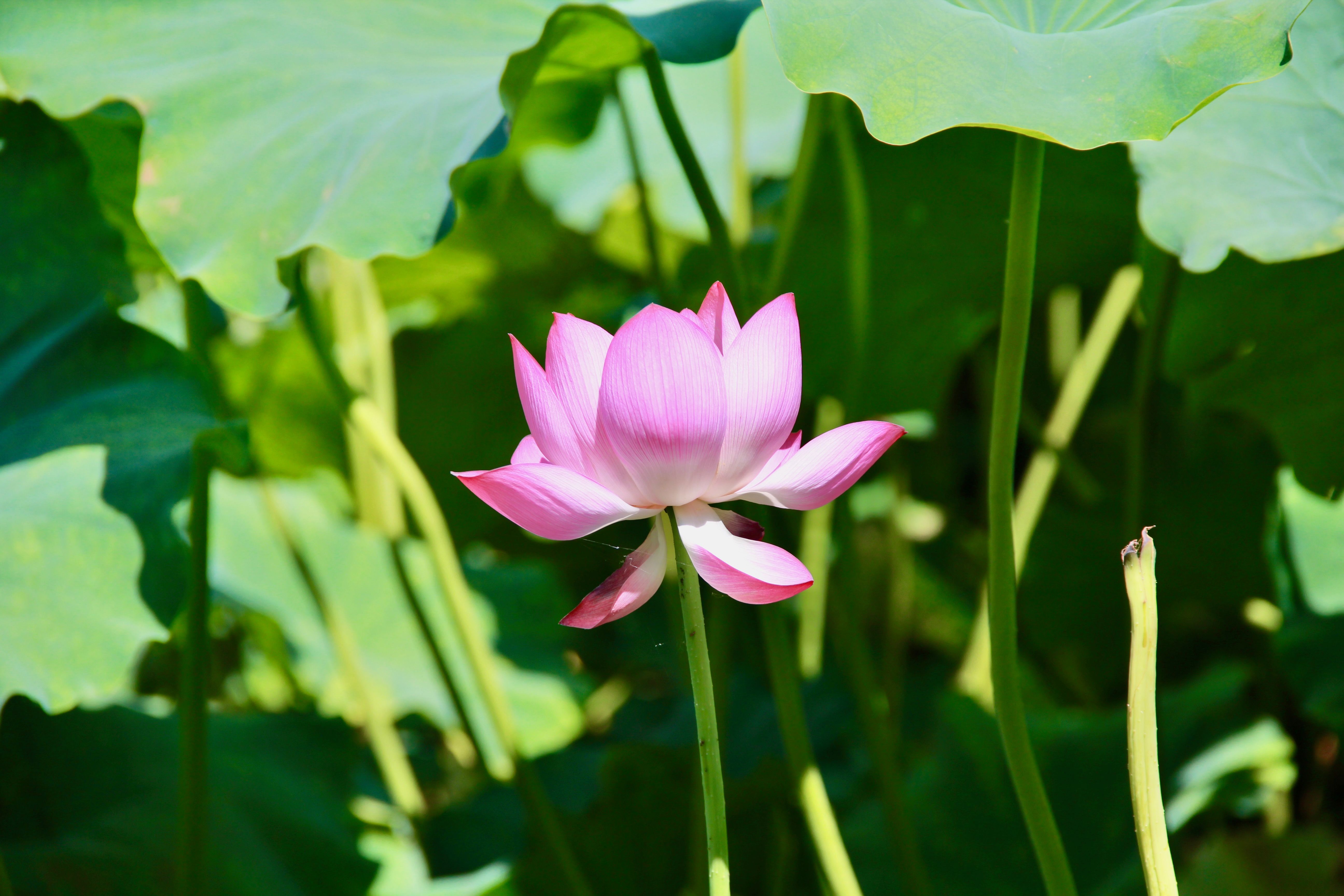 Summer Season Photos, Download The BEST Free Summer Season Stock Photos ...
