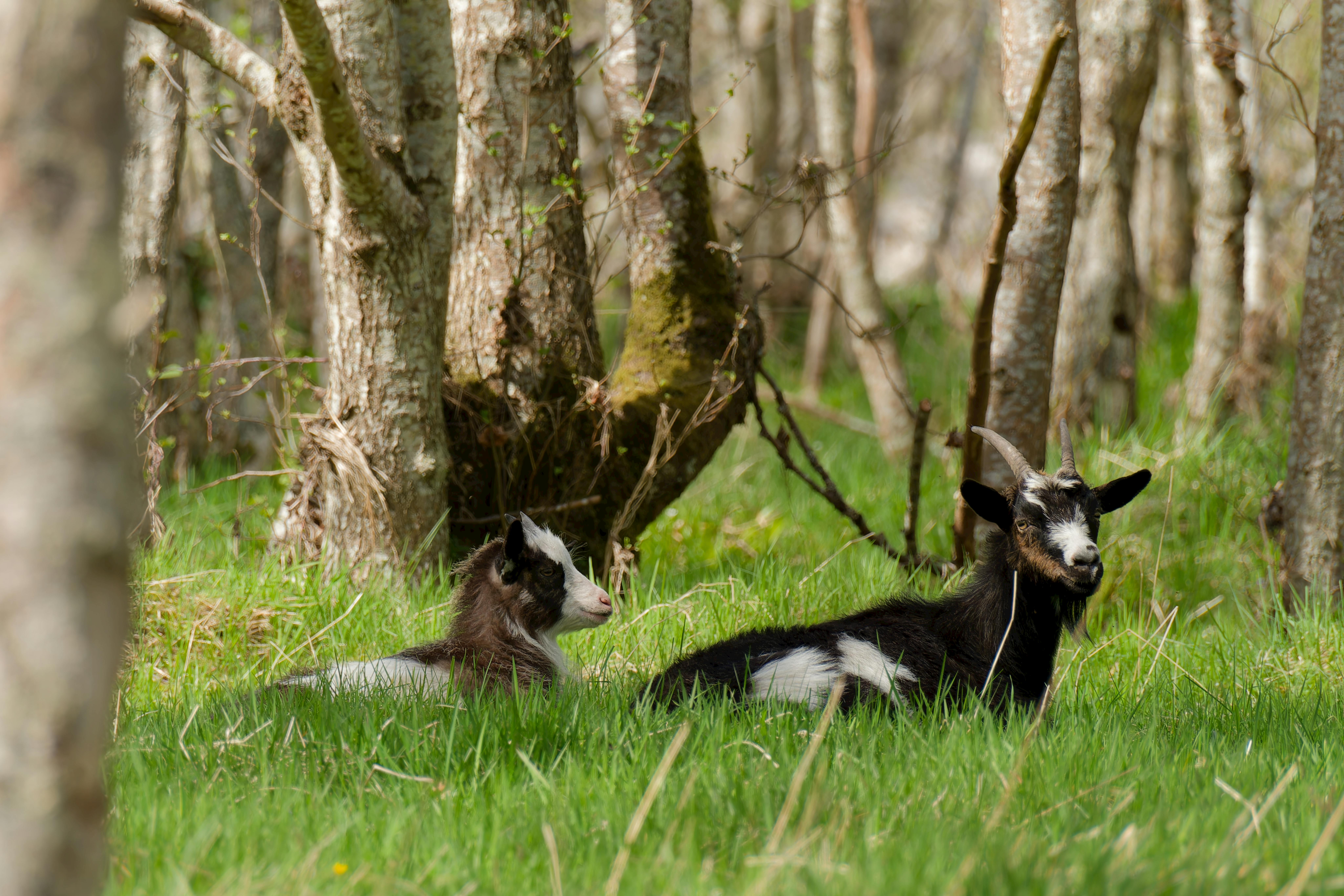 Resting Goats in Sunlit Forest Setting · Free Stock Photo