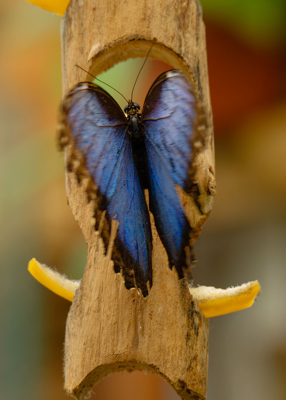 Blue Butterfly Photos, Download The BEST Free Blue Butterfly Stock ...
