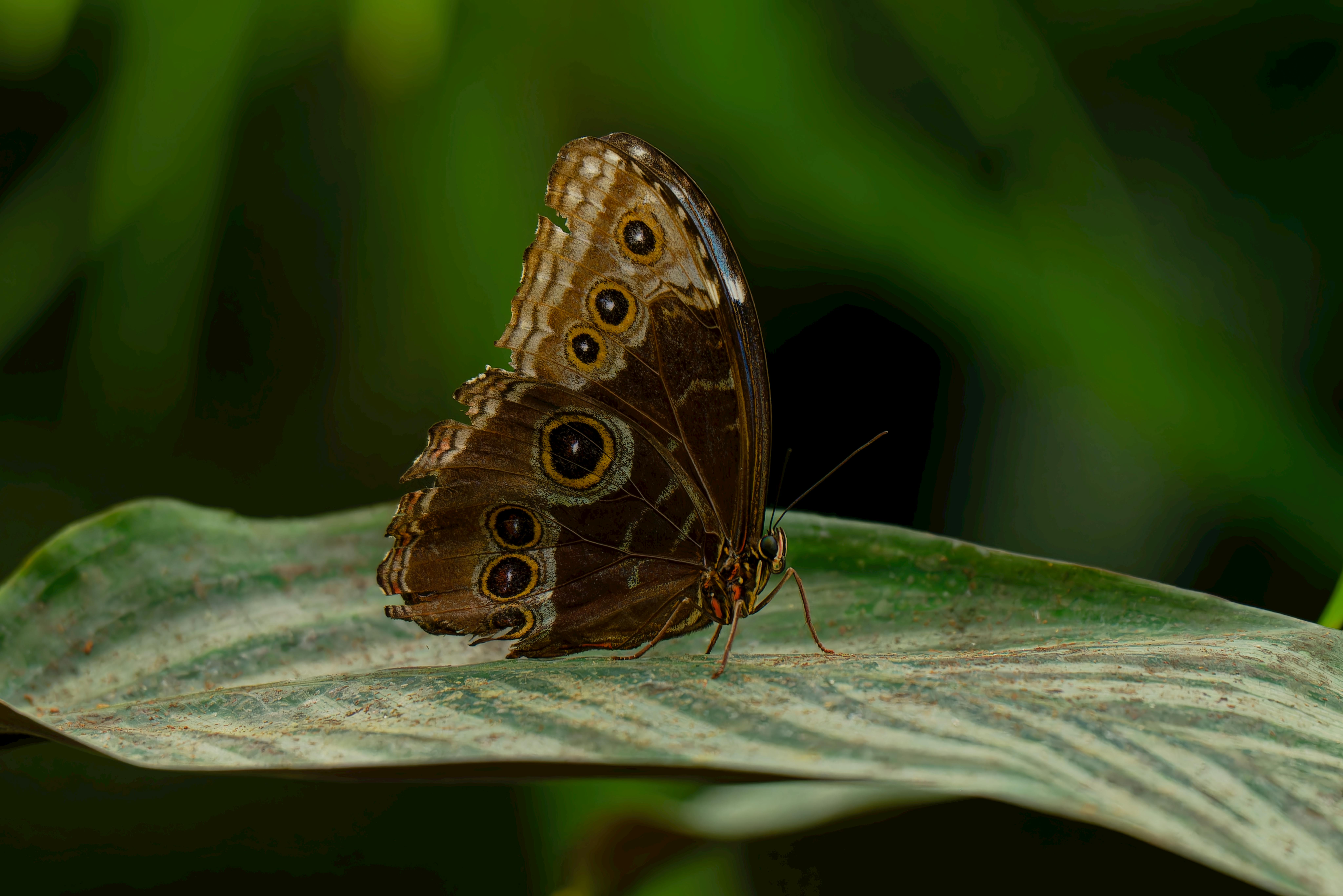 Skinwalker Creature Photos, Download The BEST Free Skinwalker Creature ...