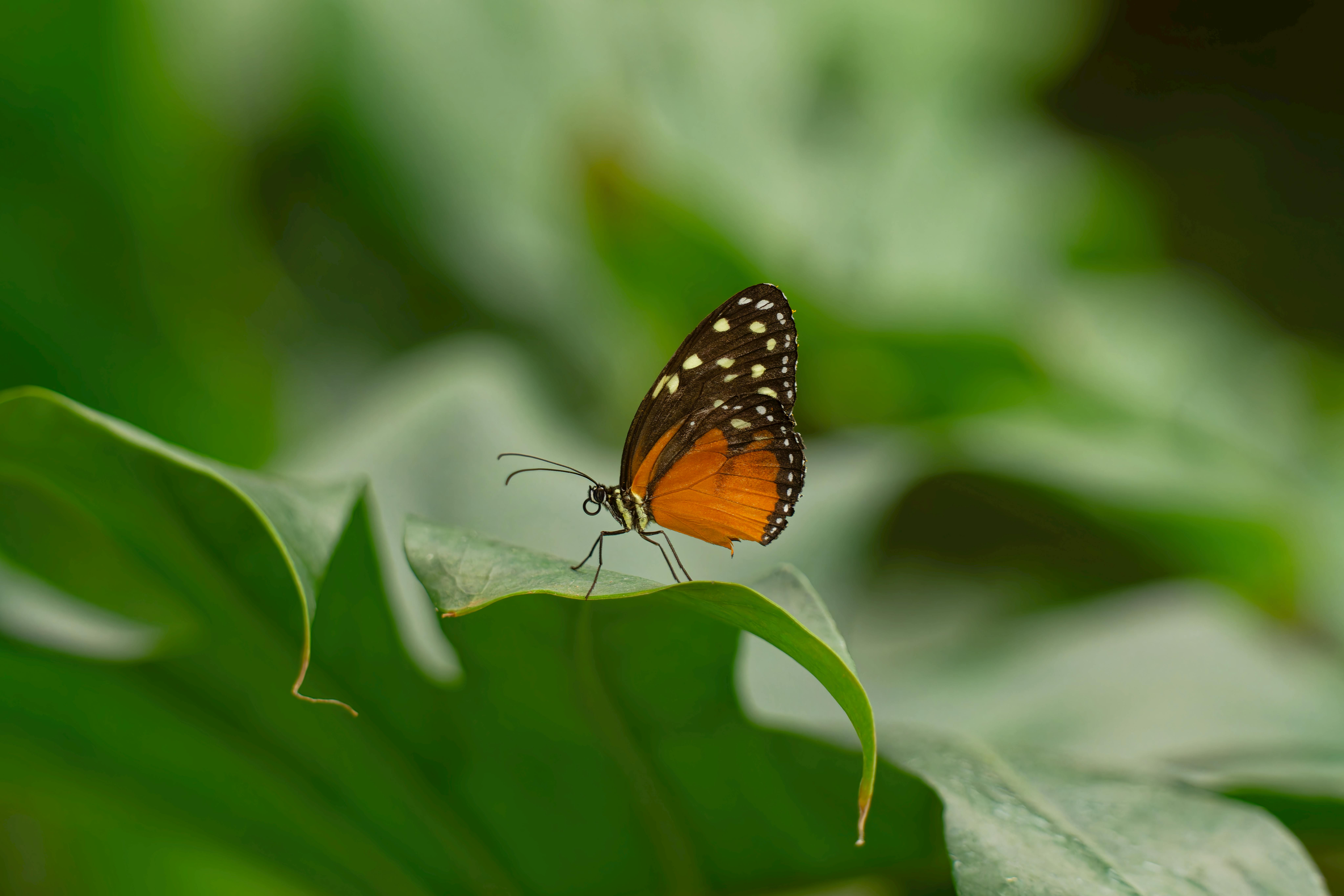 Vivid Monarch Butterfly on Lush Green Leaf · Free Stock Photo