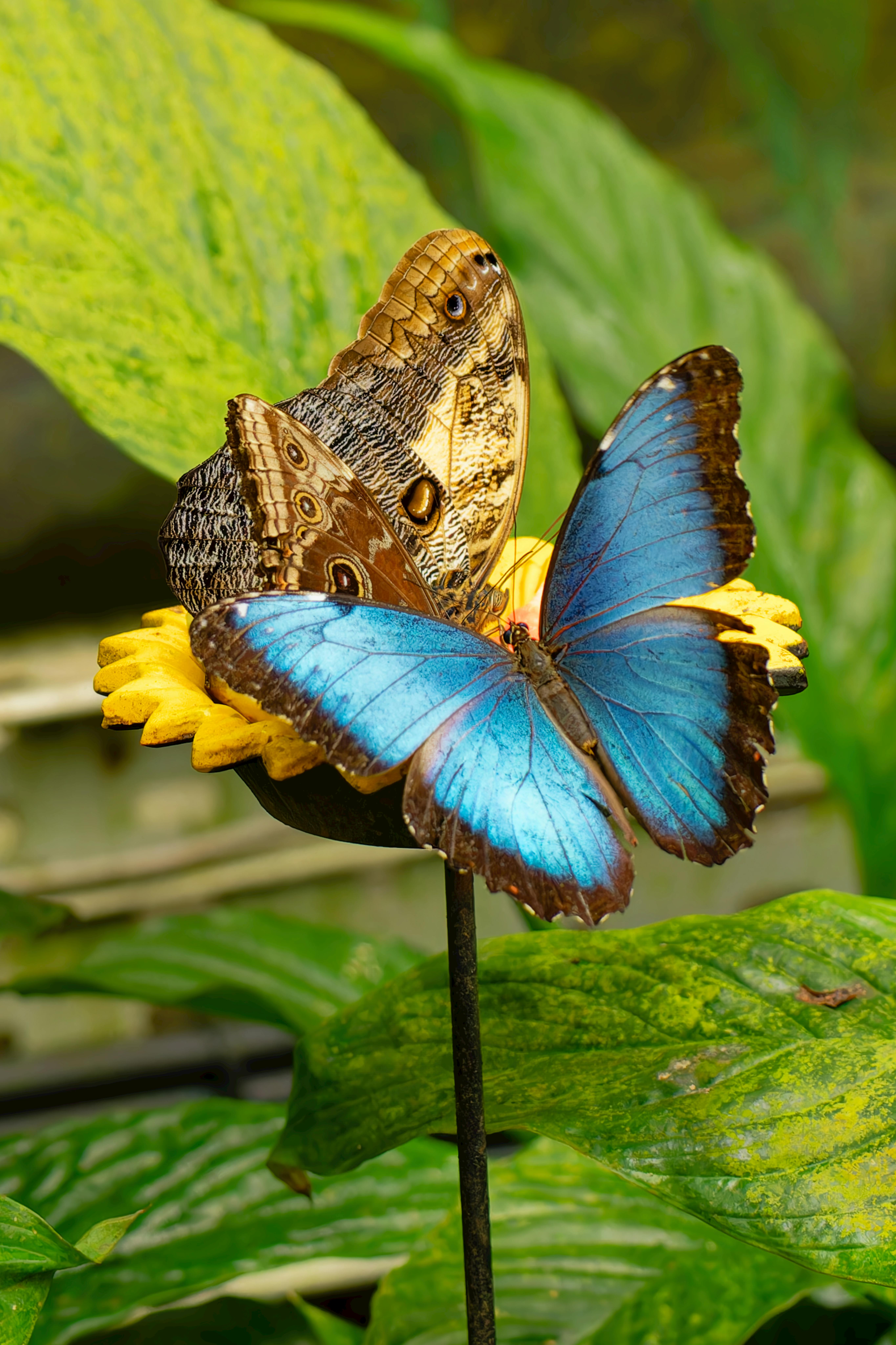 Foto gratuita di ali, ali colorate, ali di farfalla, avvicinamento ...