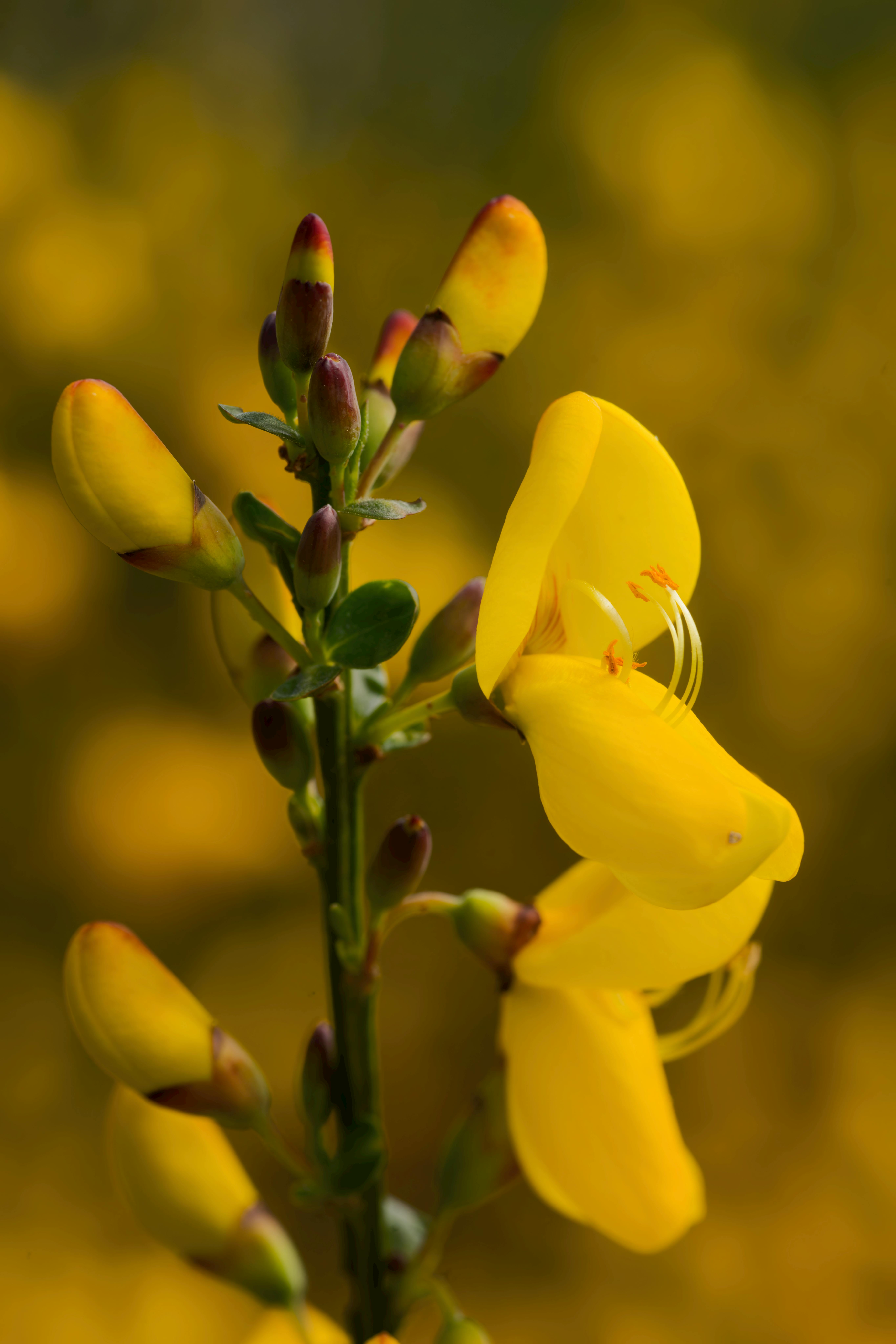 Close-Up of Blossoming Yellow Broom Flower · Free Stock Photo