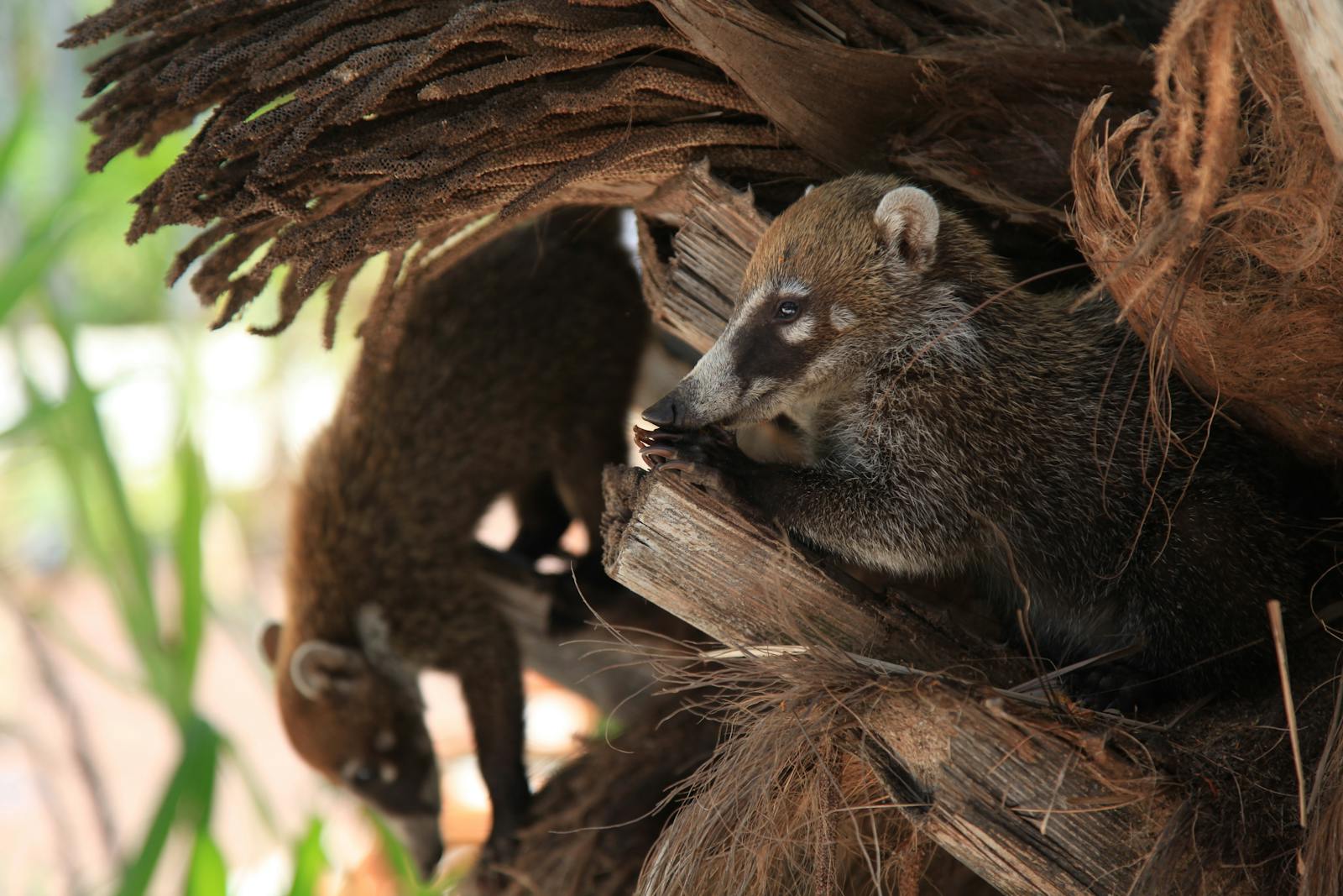 Costa Rica Photos, Download The BEST Free Costa Rica Stock Photos & HD ...