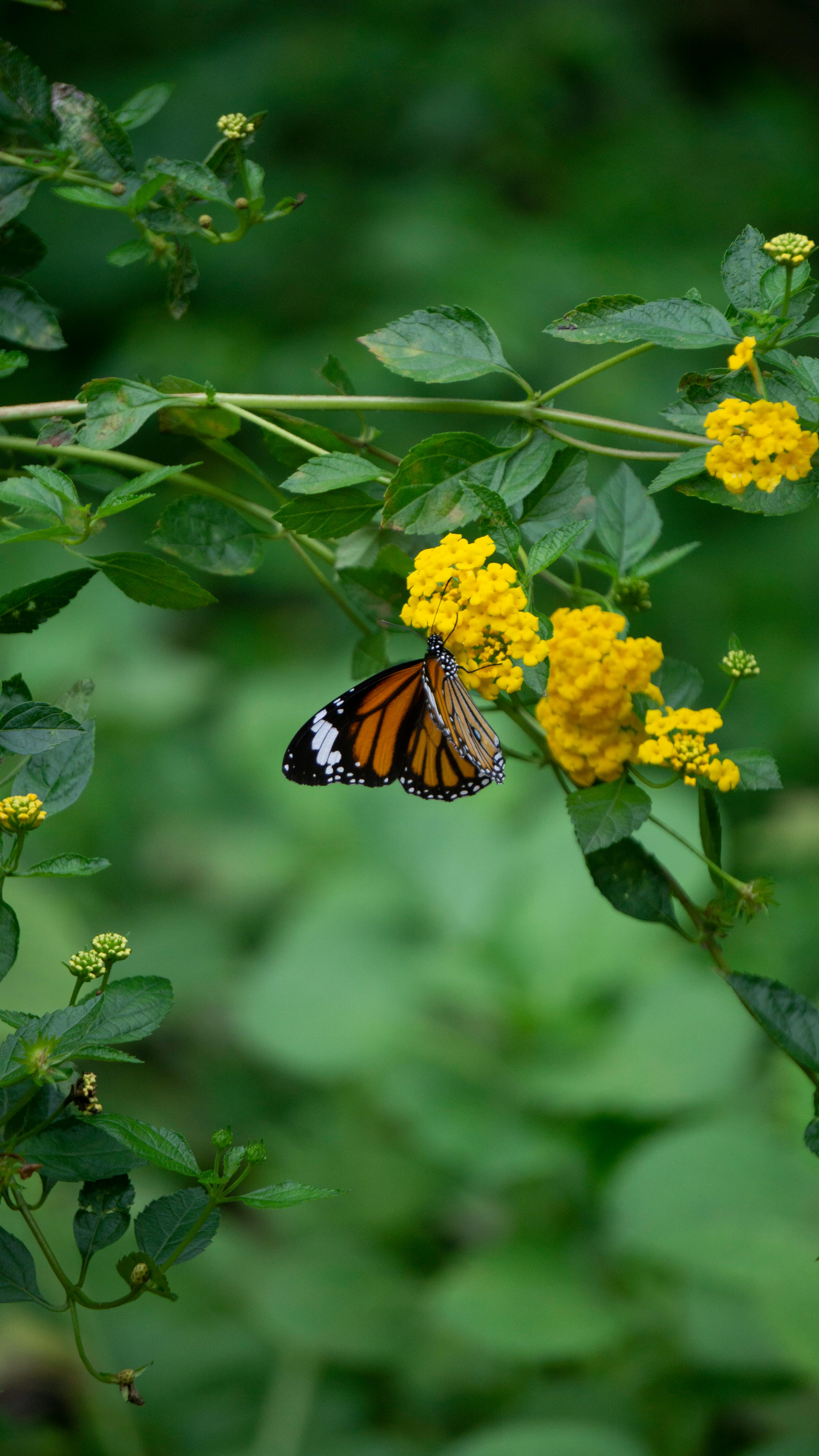 Kupu Kupu Raja Beristirahat Di Bunga Lantana Kuning · Foto Stok Gratis