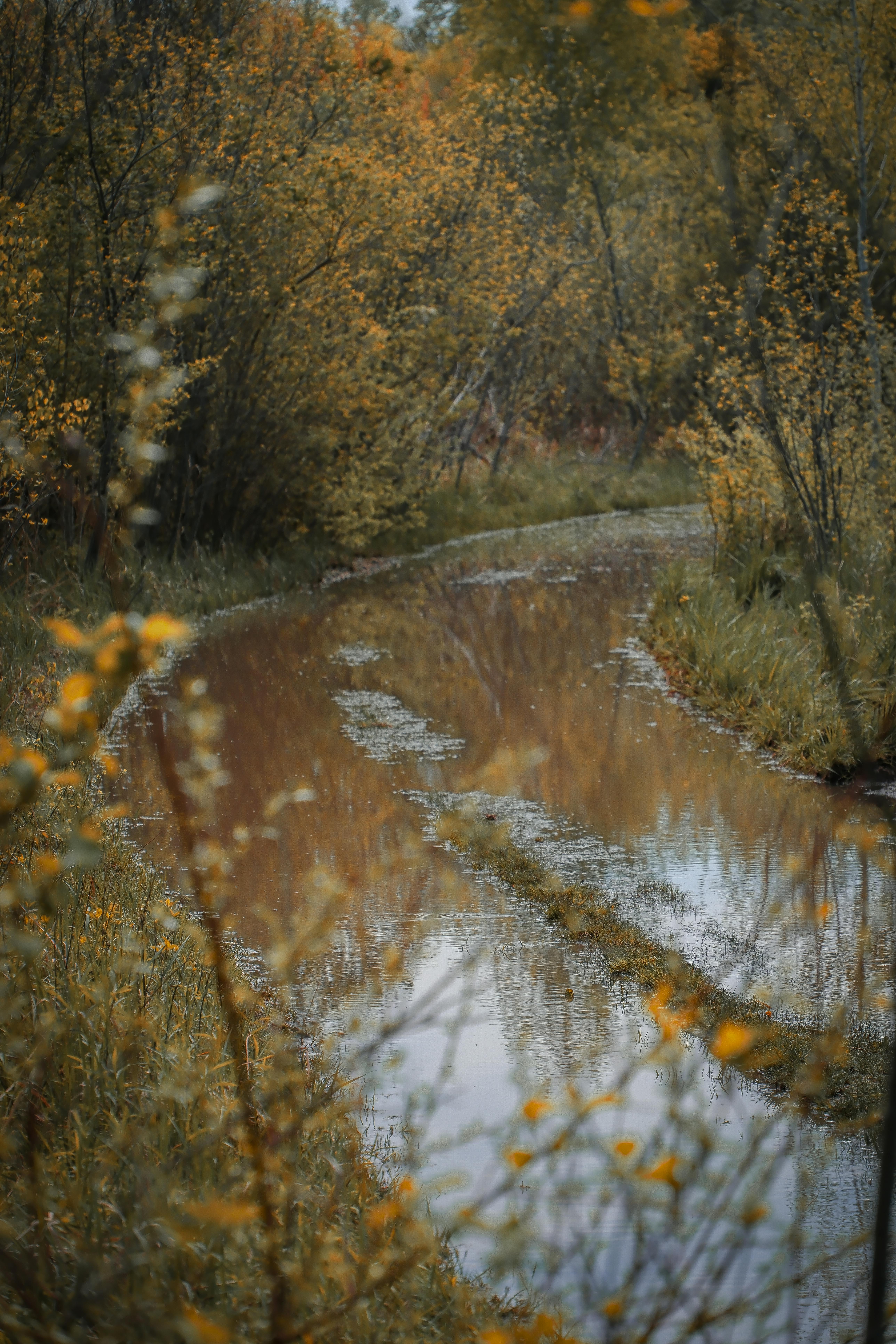 Wetlands Flooding Photos, Download The BEST Free Wetlands Flooding ...