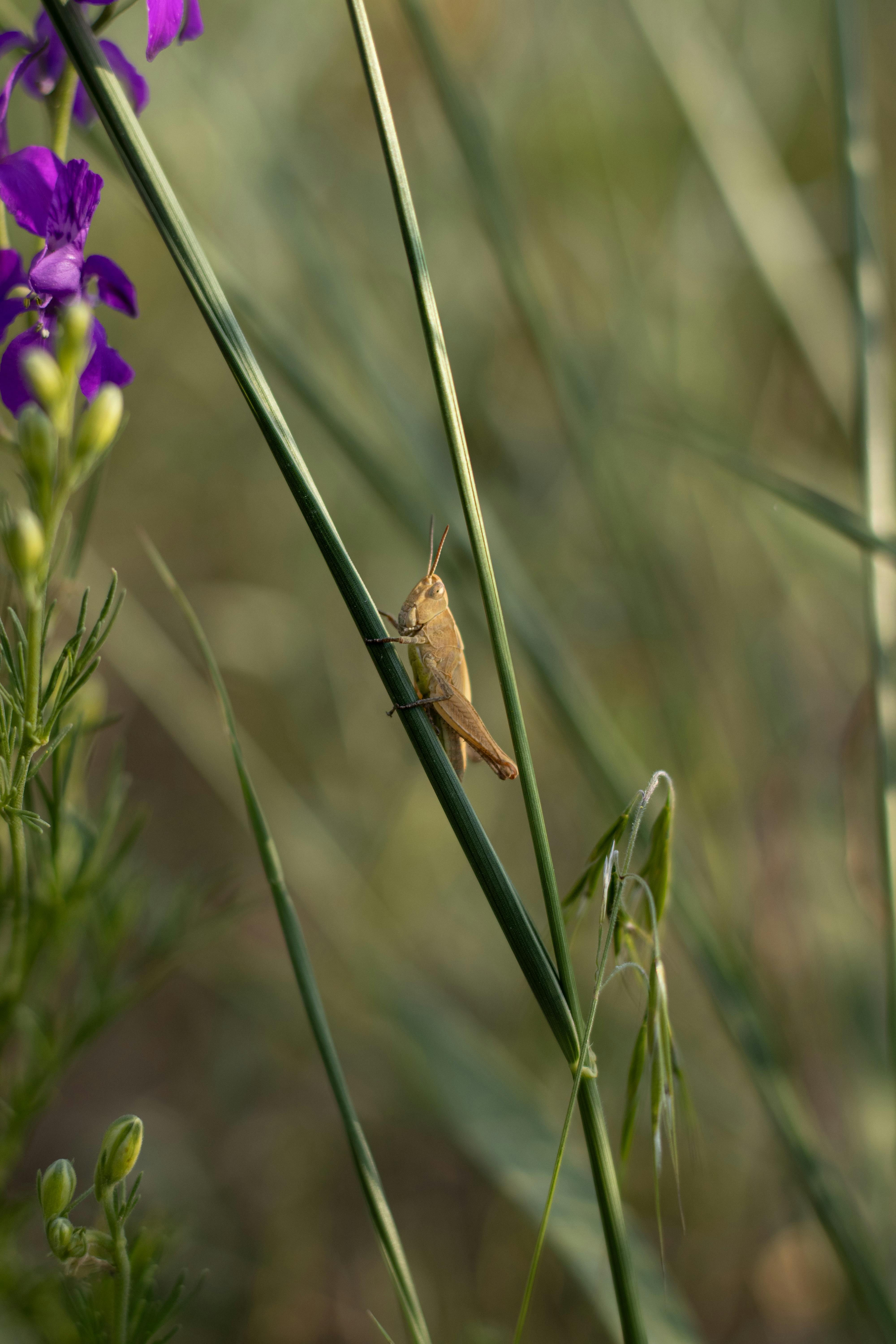 Close-up of Grasshopper on Green Blade in Spring · Free Stock Photo