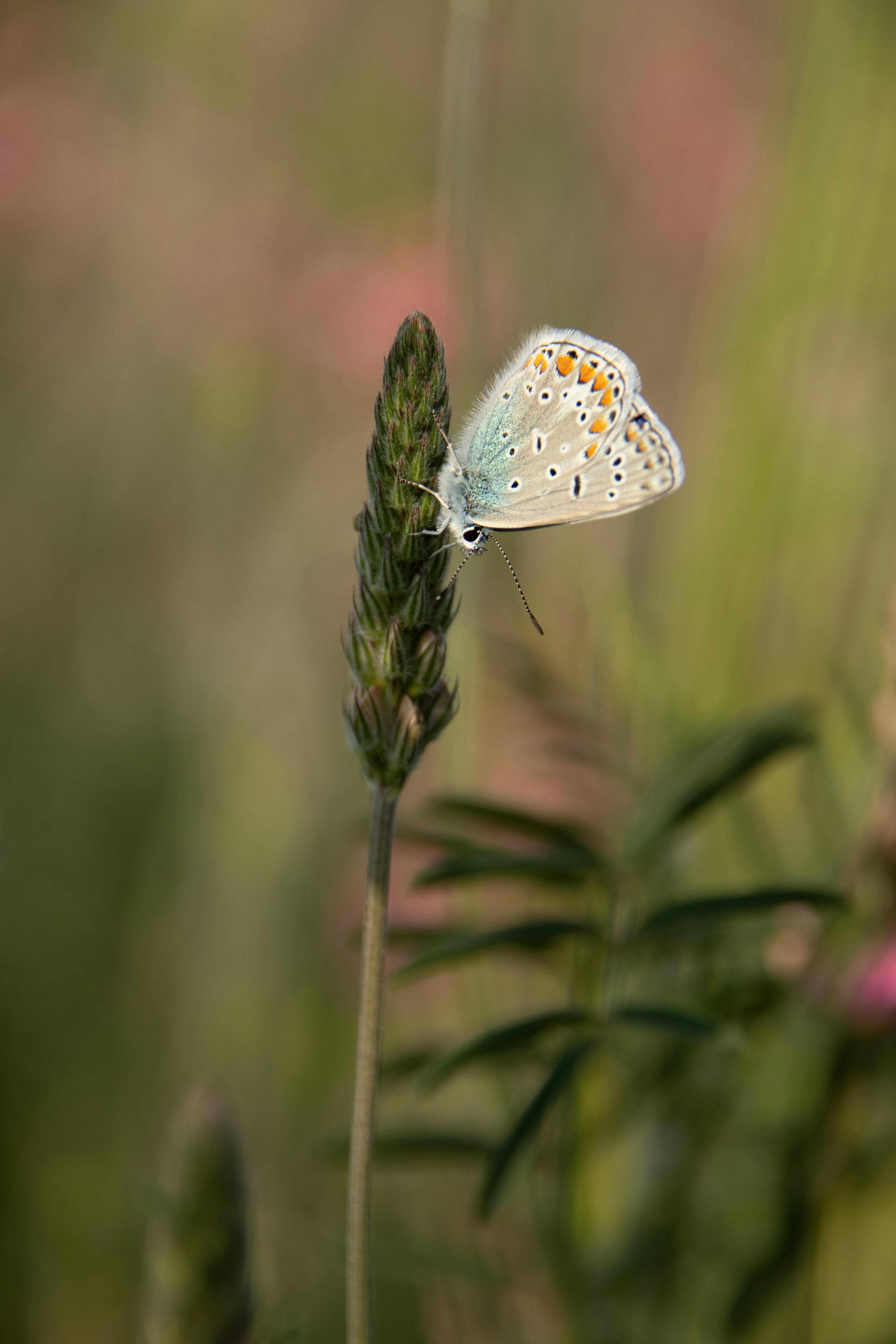 Flutter Wing Photos, Download The BEST Free Flutter Wing Stock Photos ...