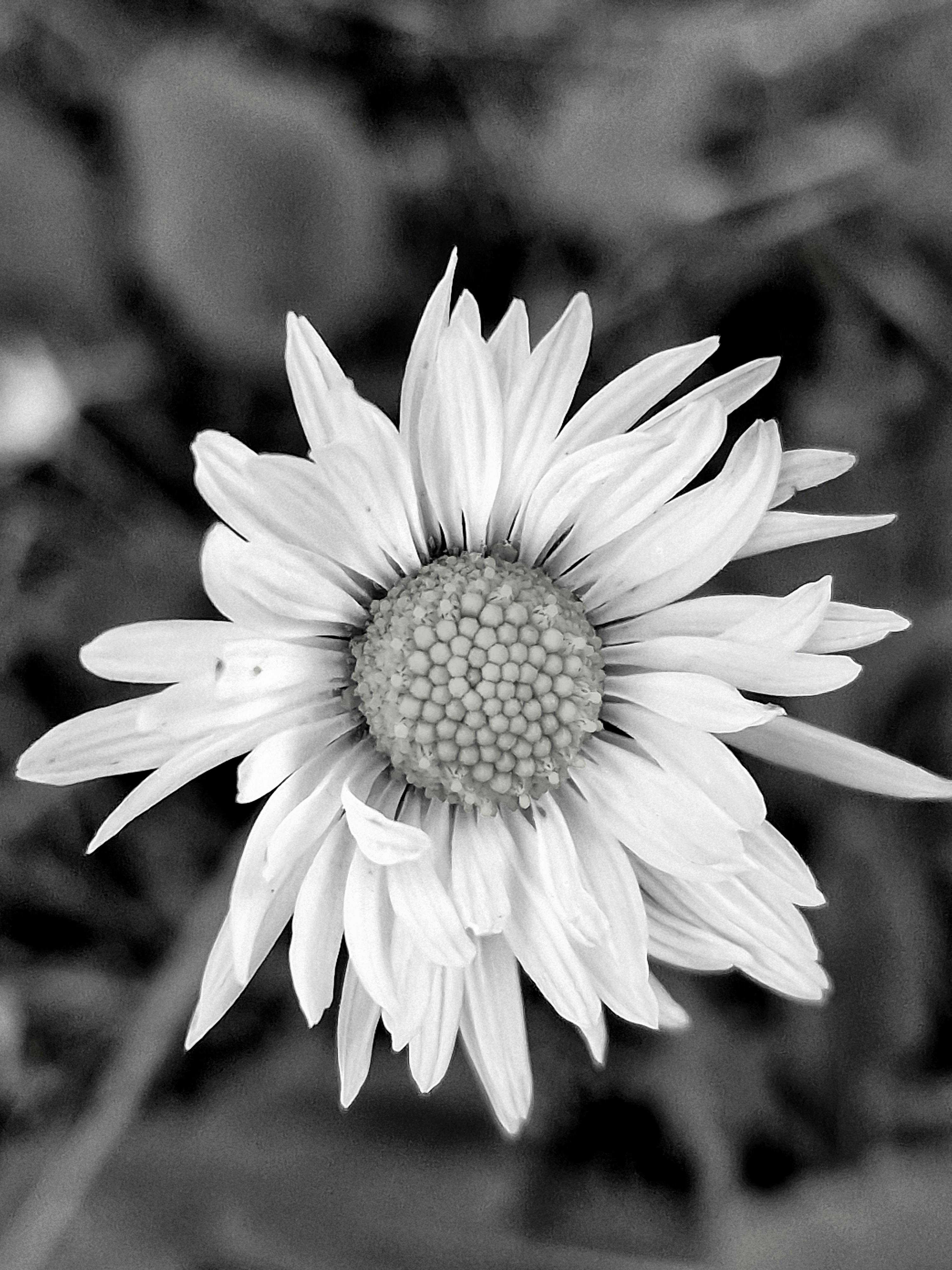 High Contrast Flower Photos, Download The BEST Free High Contrast ...