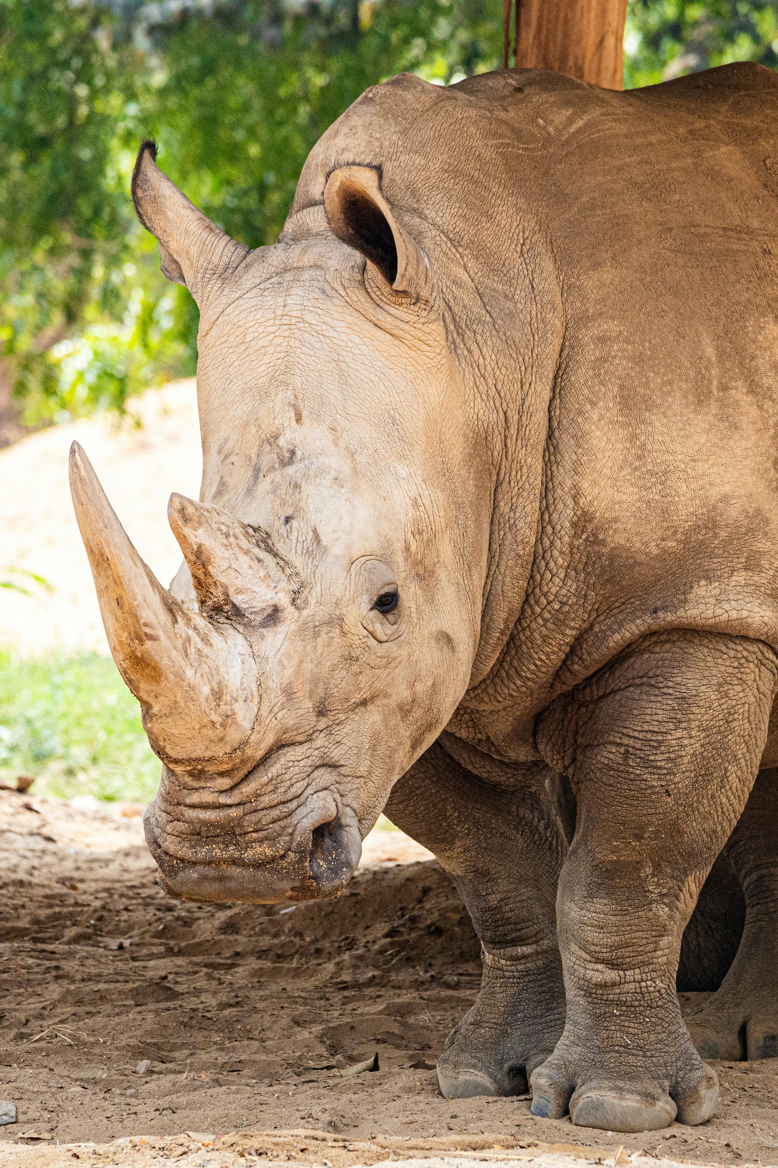 Close-Up of Majestic White Rhinoceros Outdoors · Free Stock Photo