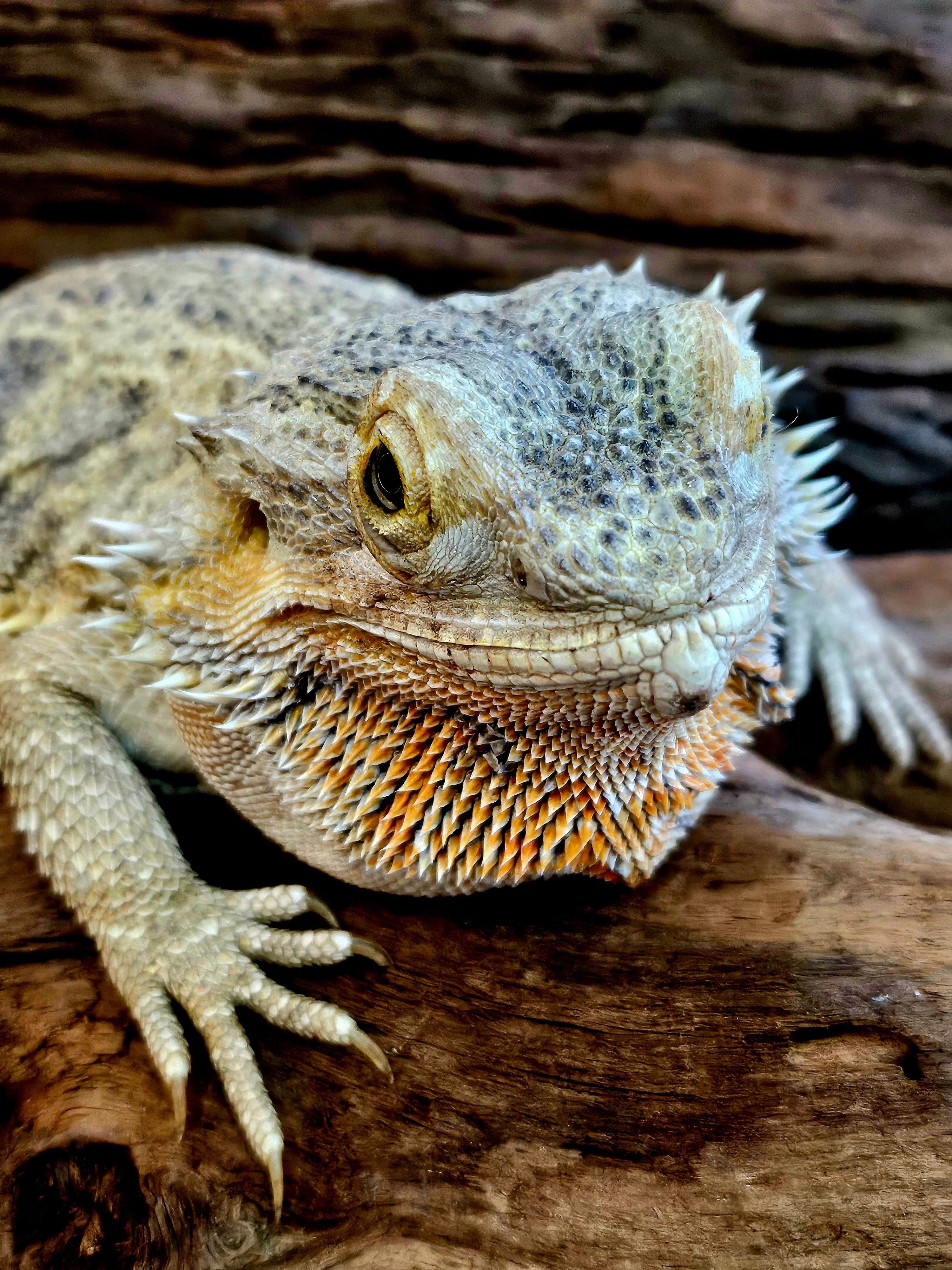 Close-Up of a Bearded Dragon on Wood · Free Stock Photo