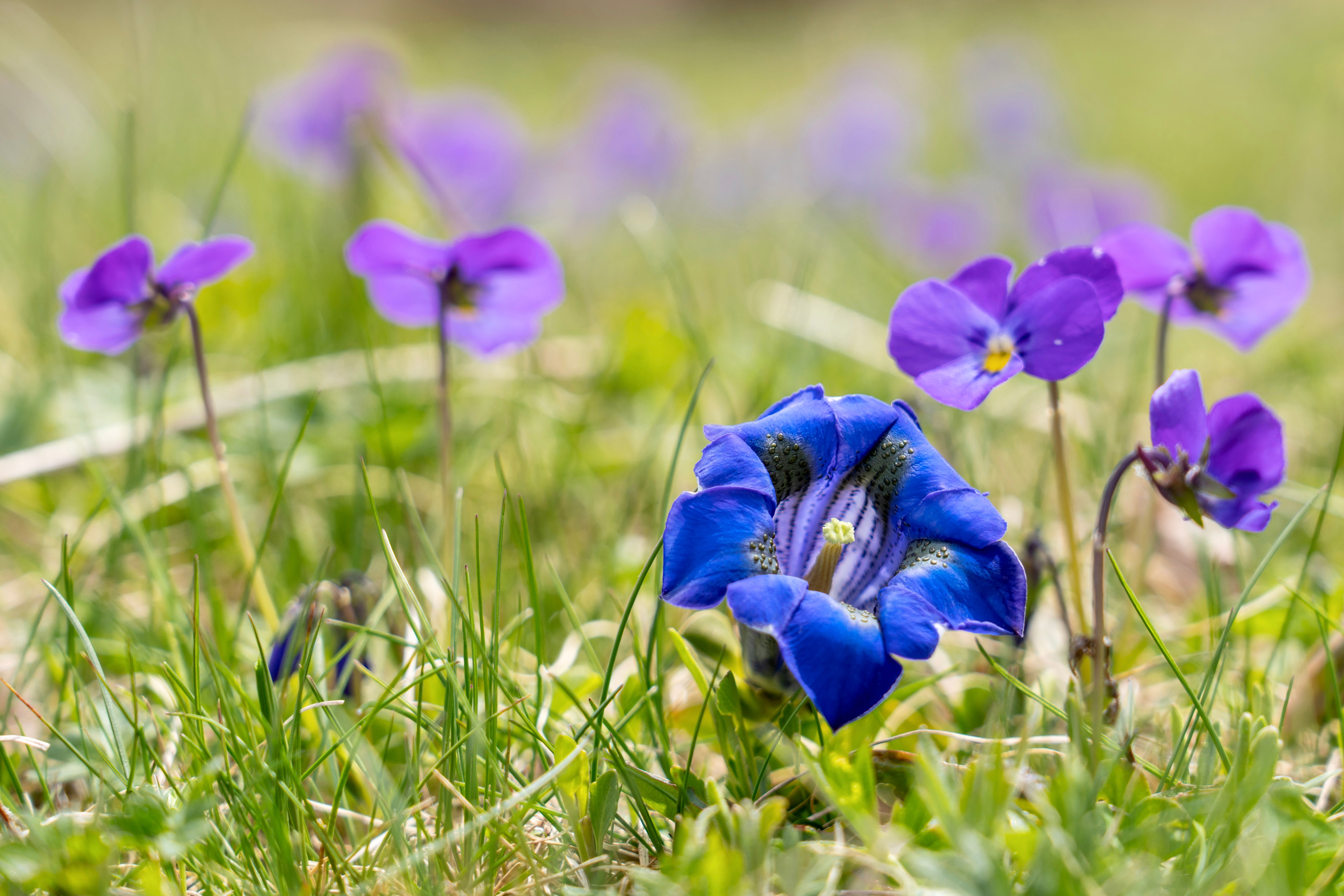 Vibrant Blue and Purple Flowers in Spring Meadow · Free Stock Photo