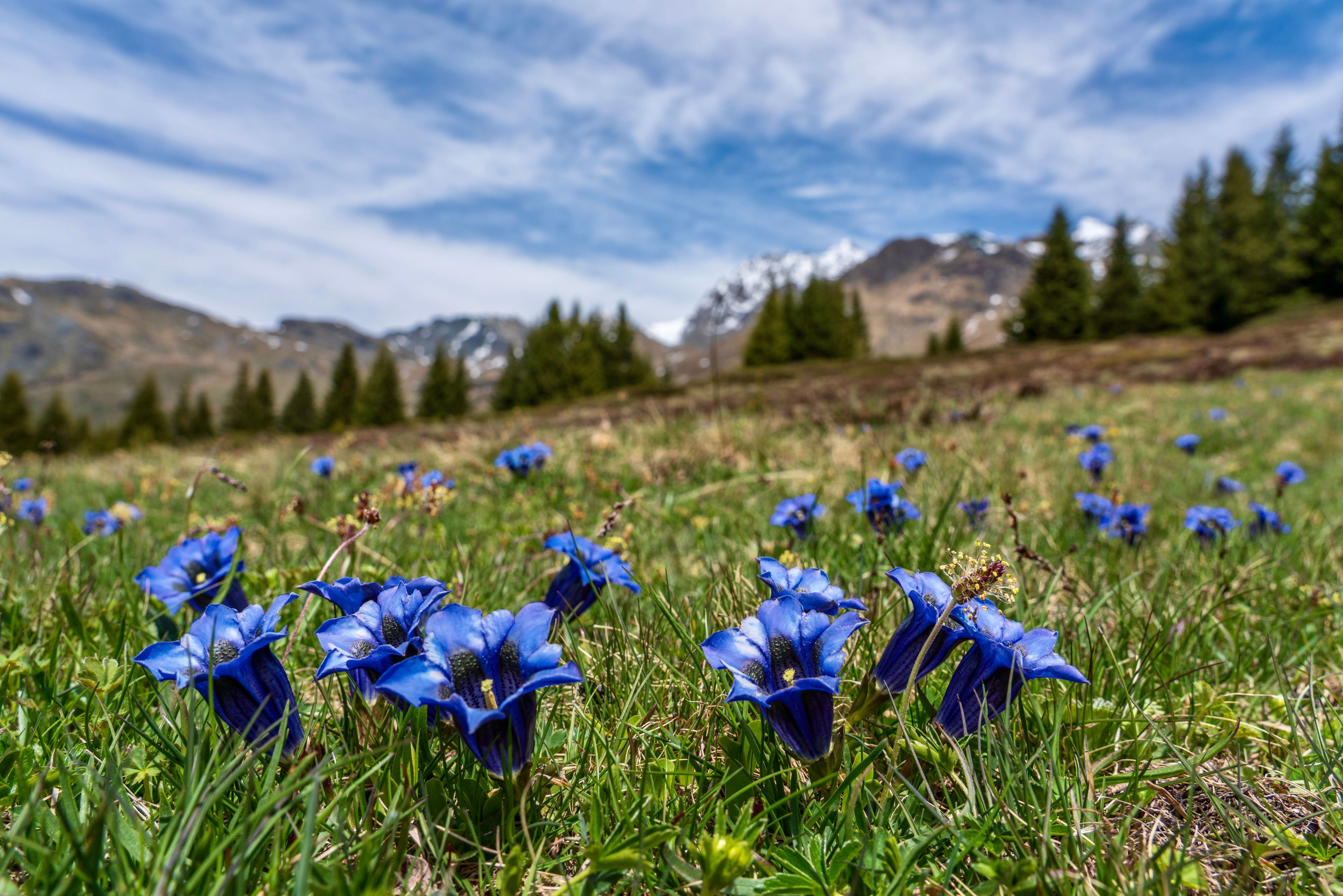 Alpine Blue Flowers with Mountain View in Spring · Free Stock Photo