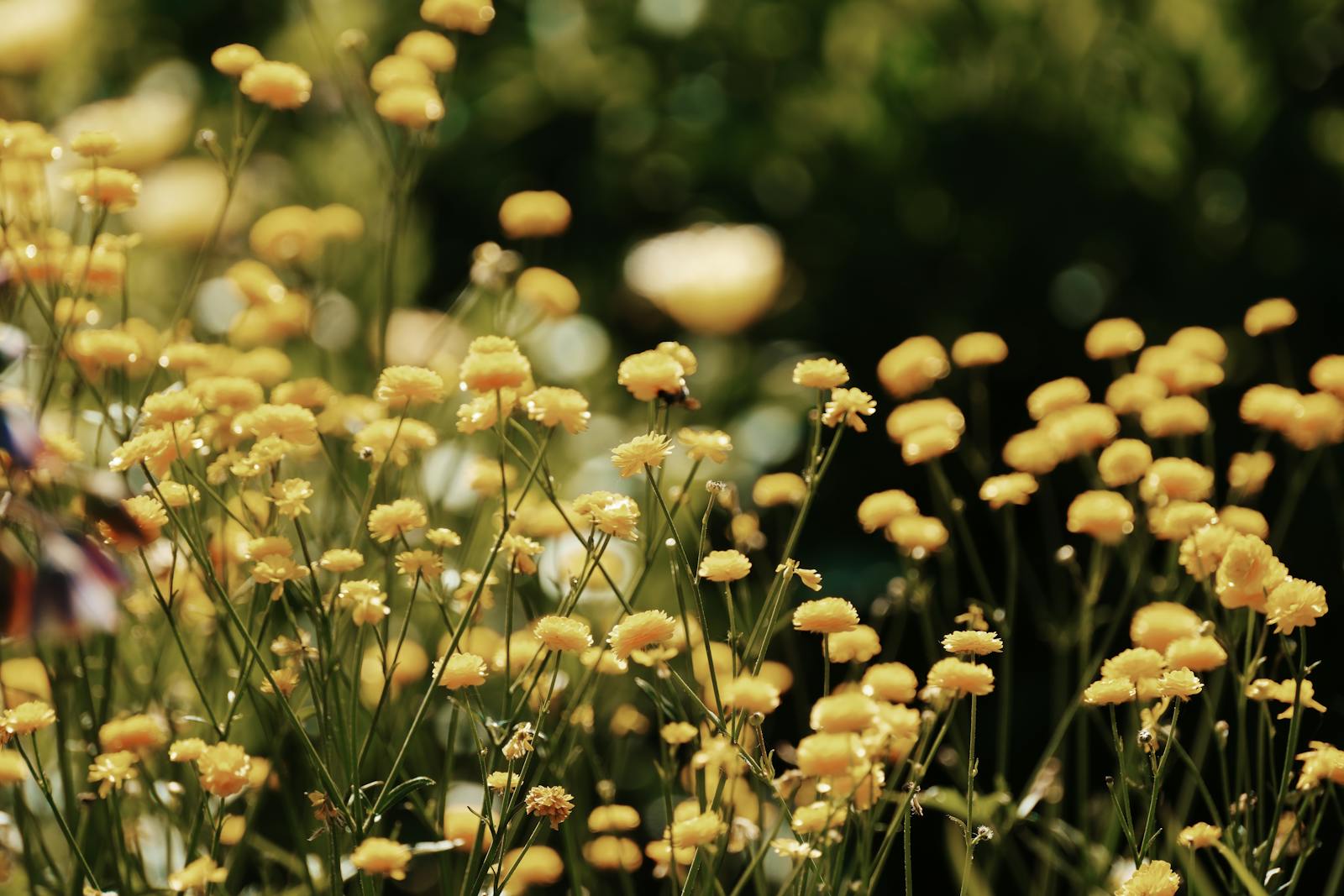 Flowers With No Background Photos, Download The BEST Free Flowers With ...