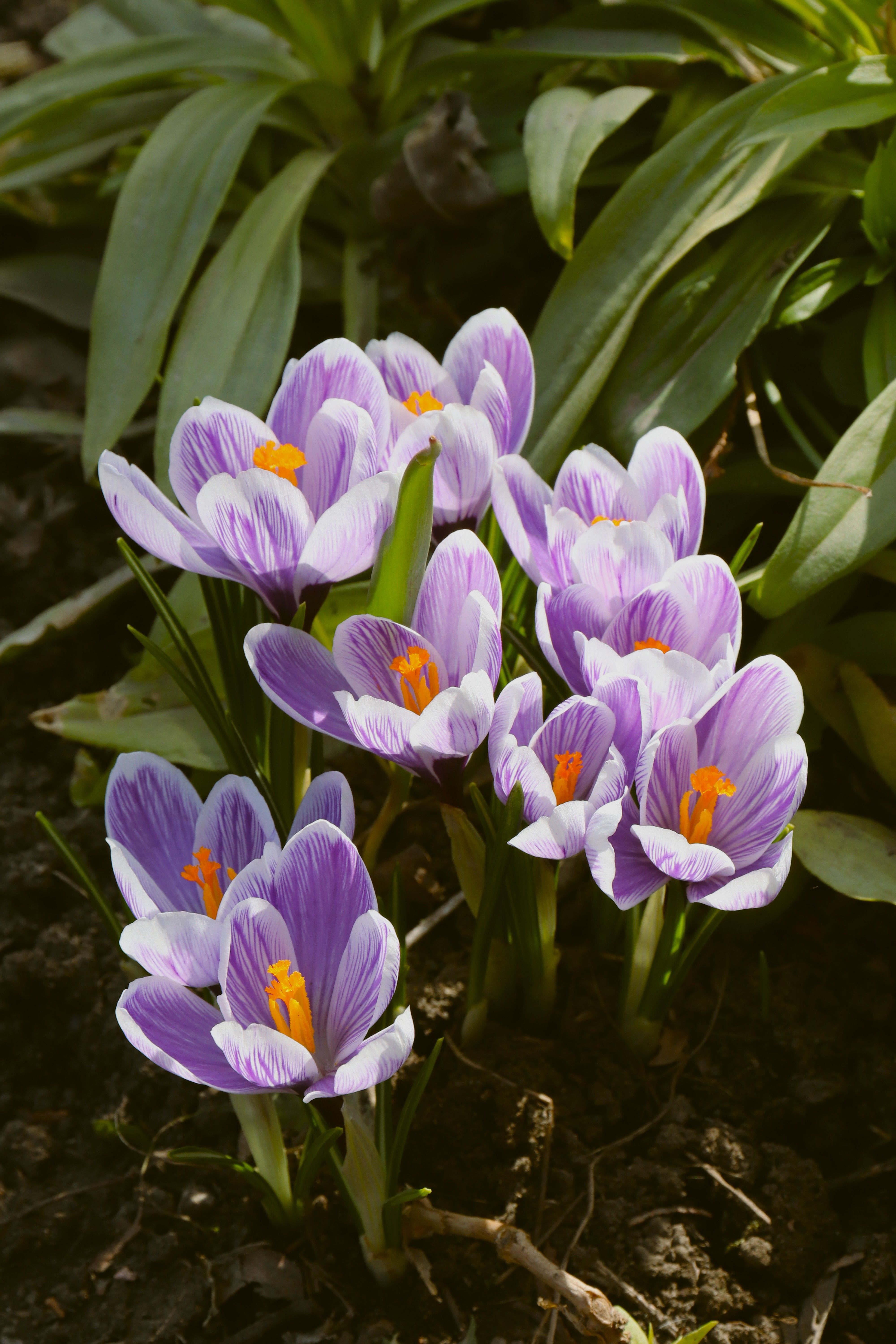 Photo of a Blossom of a Forbes Glory of the Snow Flowers · Free Stock Photo