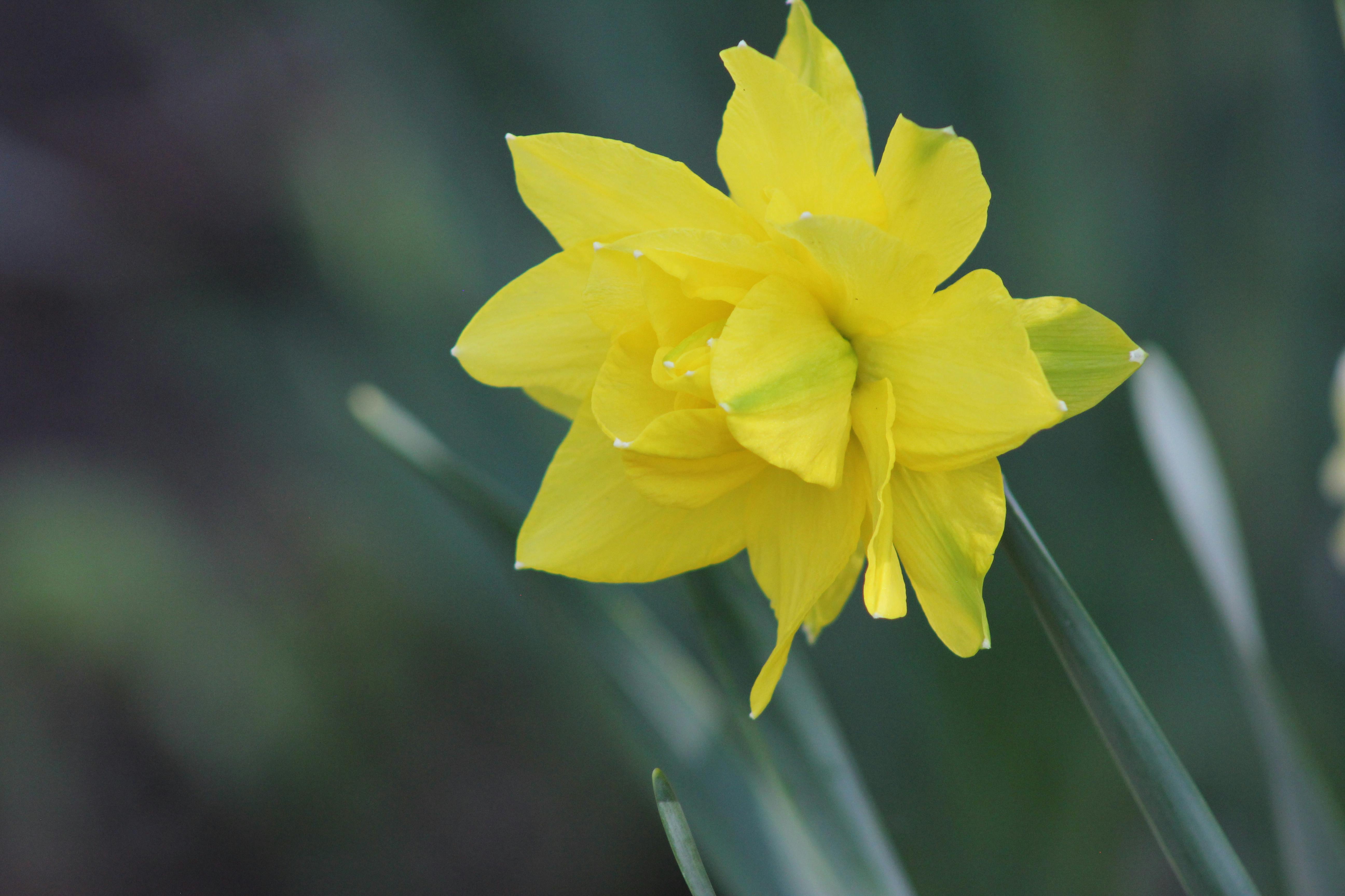 Bright Yellow Daffodil in Spring Garden · Free Stock Photo