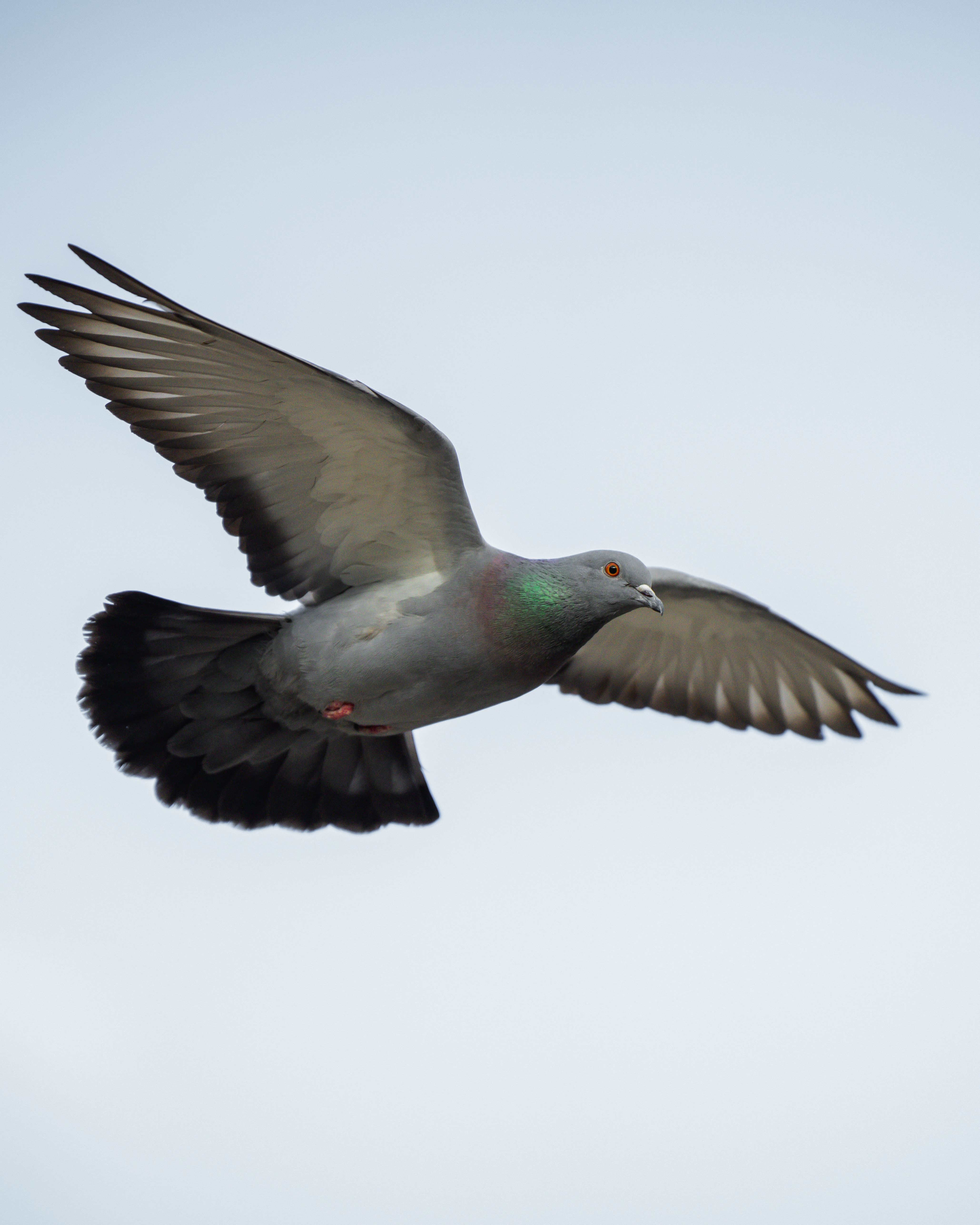 Close-up of a Pigeon in Flight Against Blurred Background · Free Stock ...