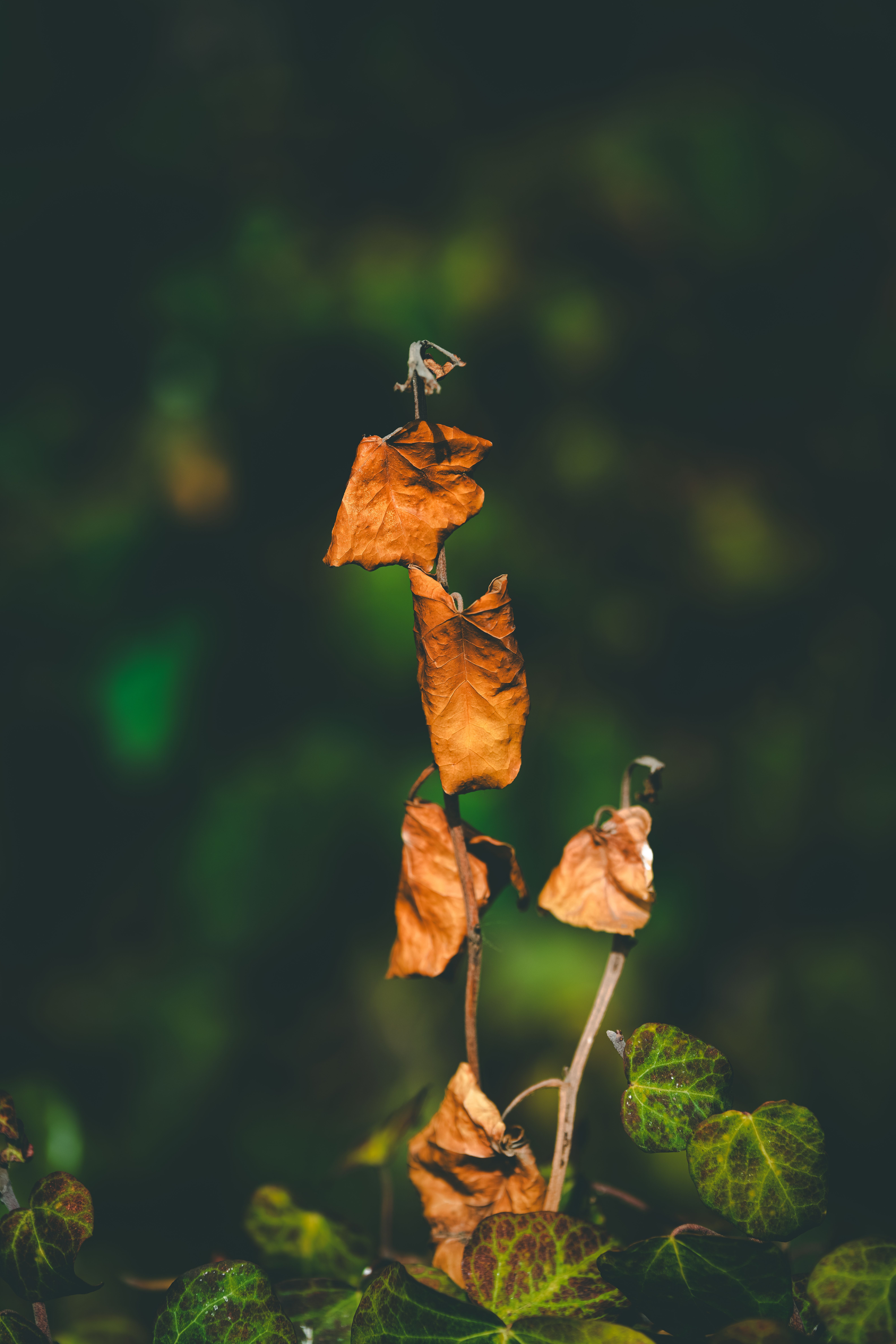 Moody Autumn Leaves Falling in the Wild · Free Stock Photo