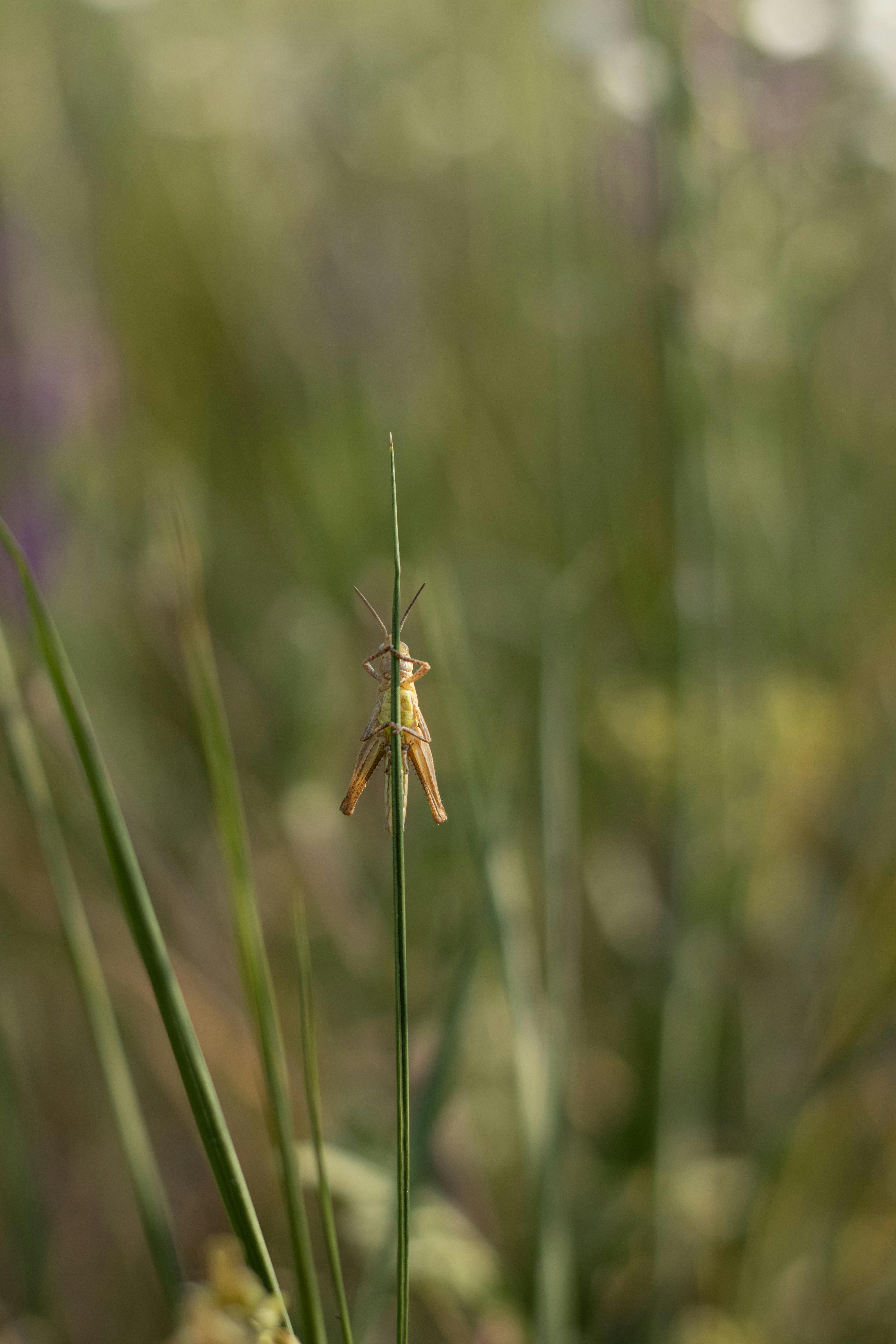 Bipectinate Antennae Photos, Download The BEST Free Bipectinate ...