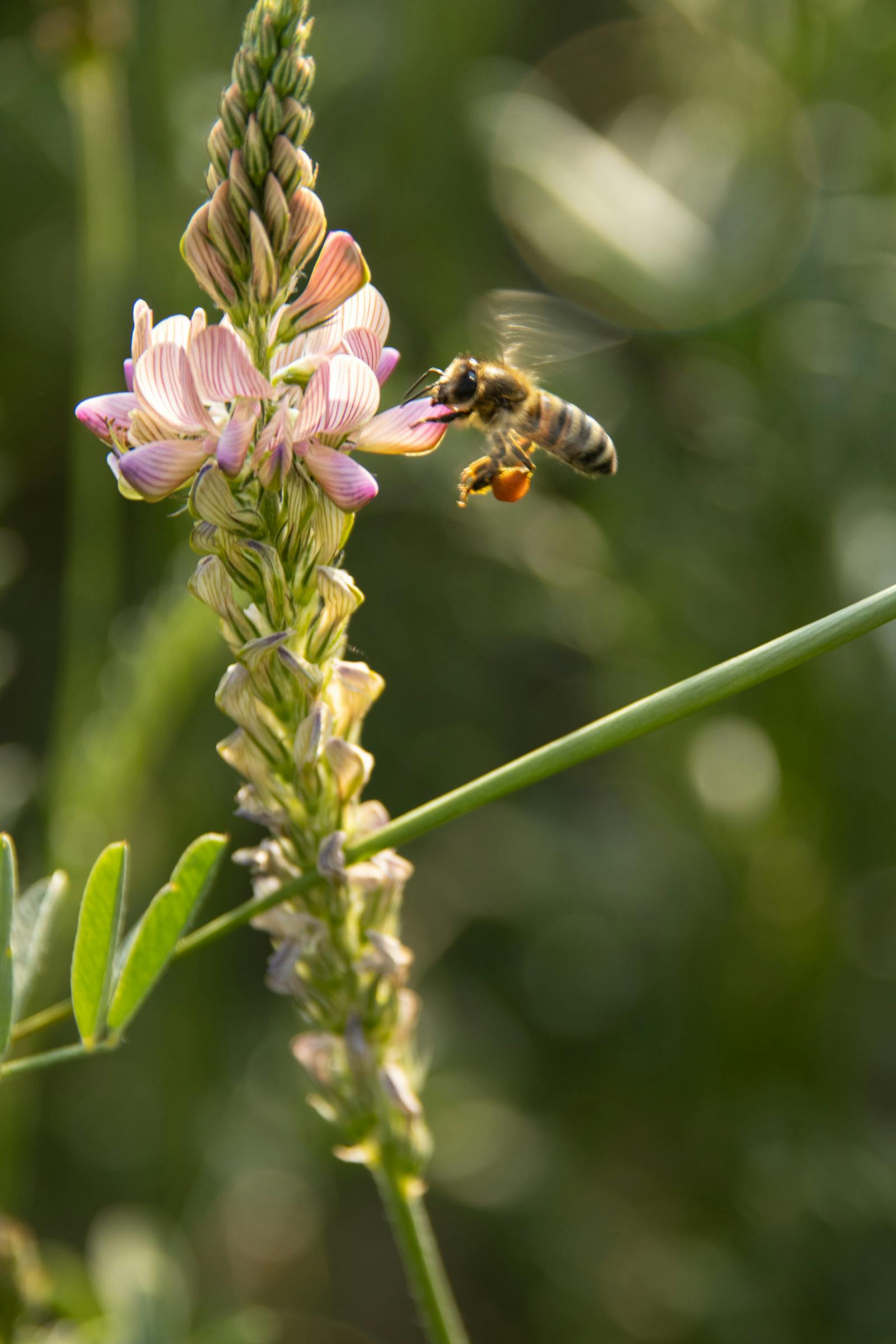 Bee On Cone Flower Photos, Download The BEST Free Bee On Cone Flower ...