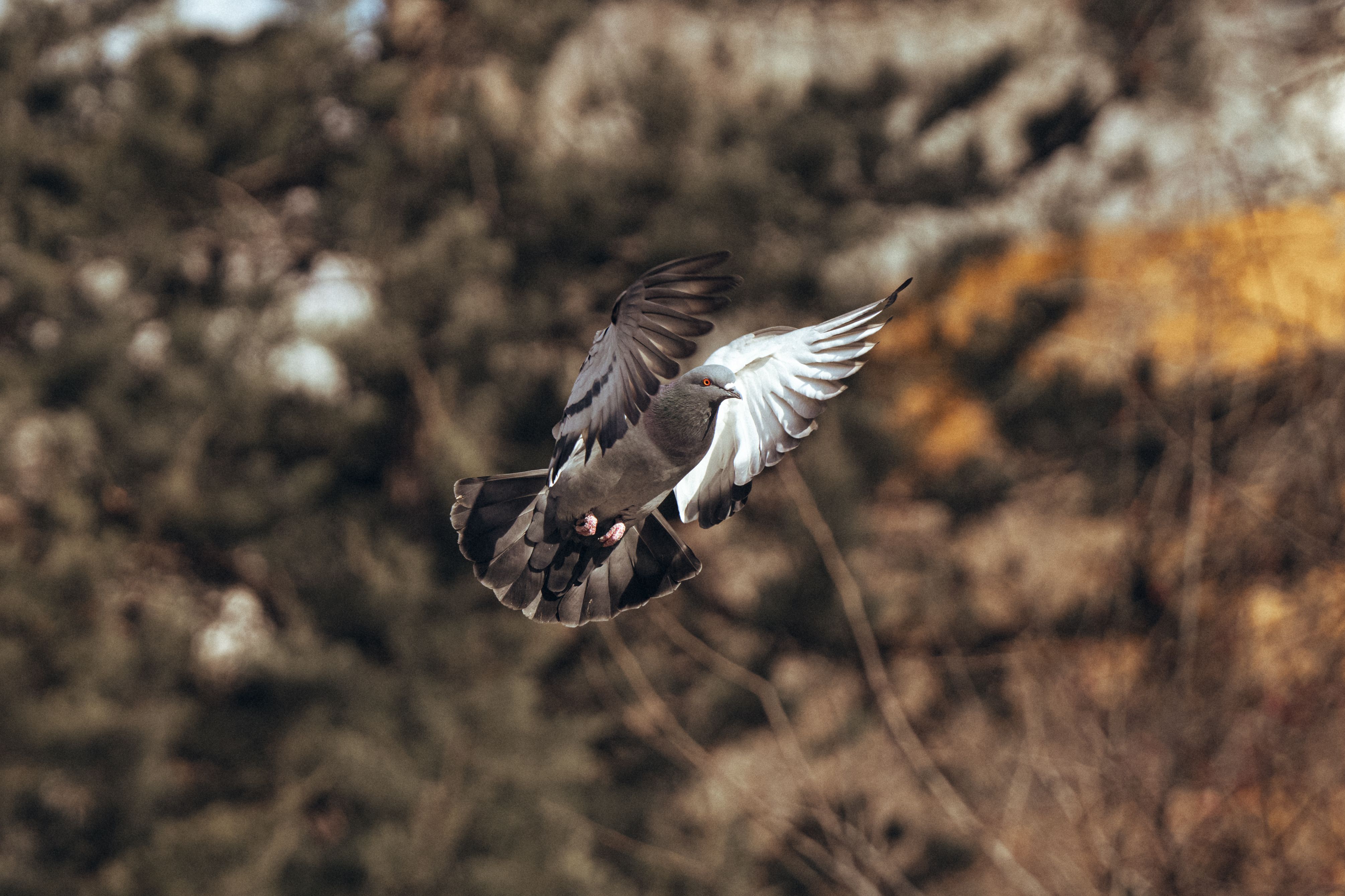 Close-up Photography of Flying Pigeon · Free Stock Photo