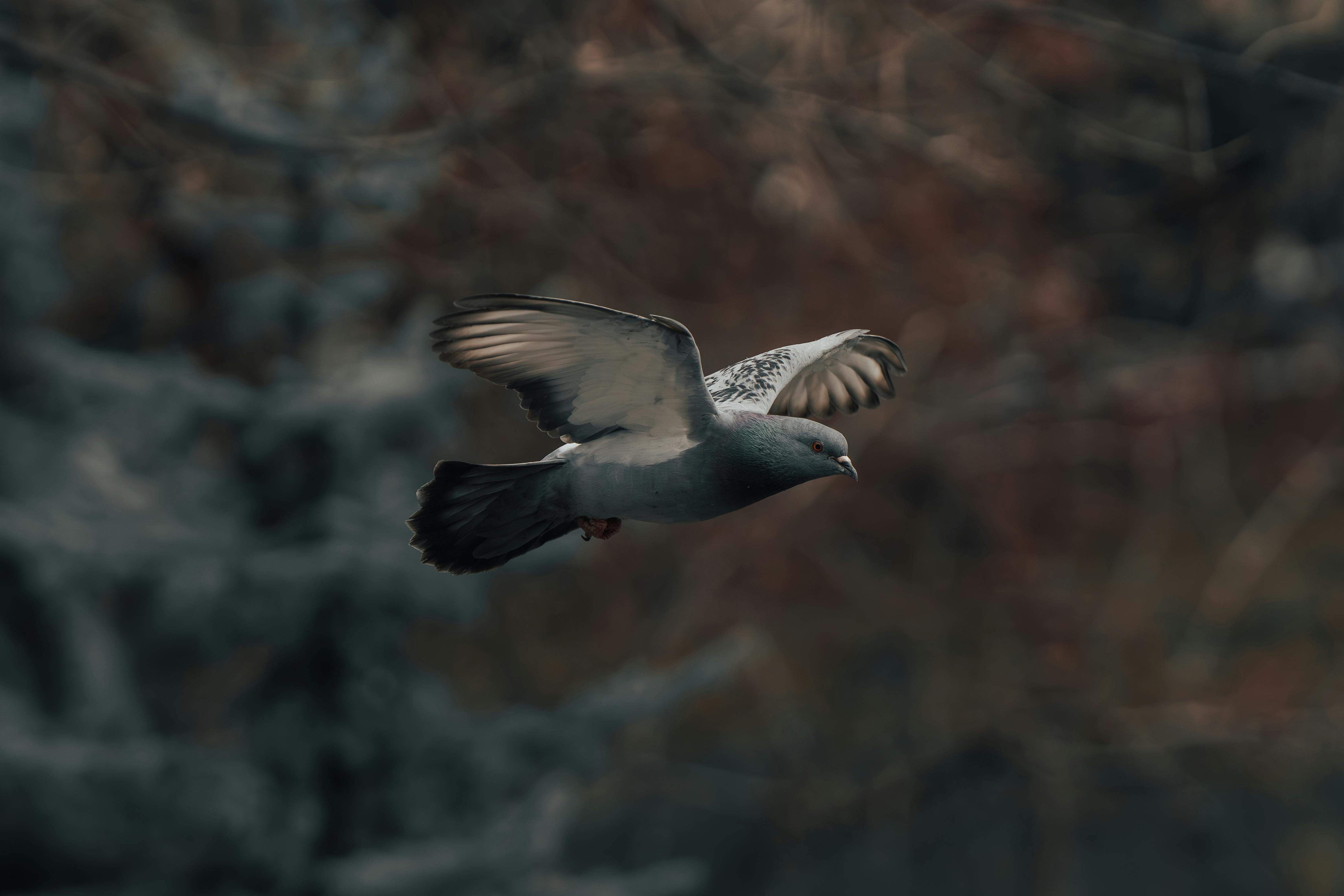 Flying Yellow Bird · Free Stock Photo