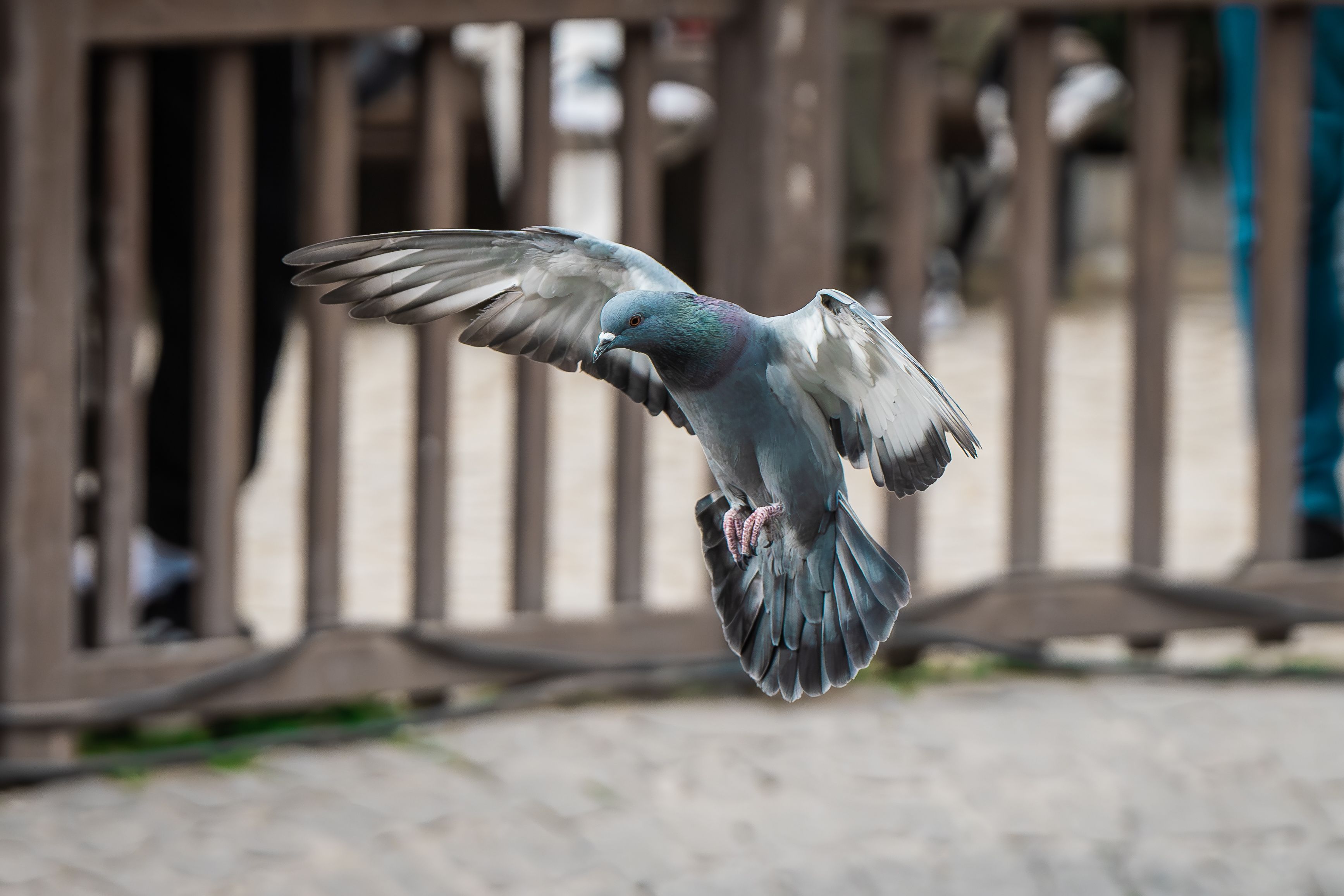 Flying Pigeon Captured in Motion Outdoors · Free Stock Photo