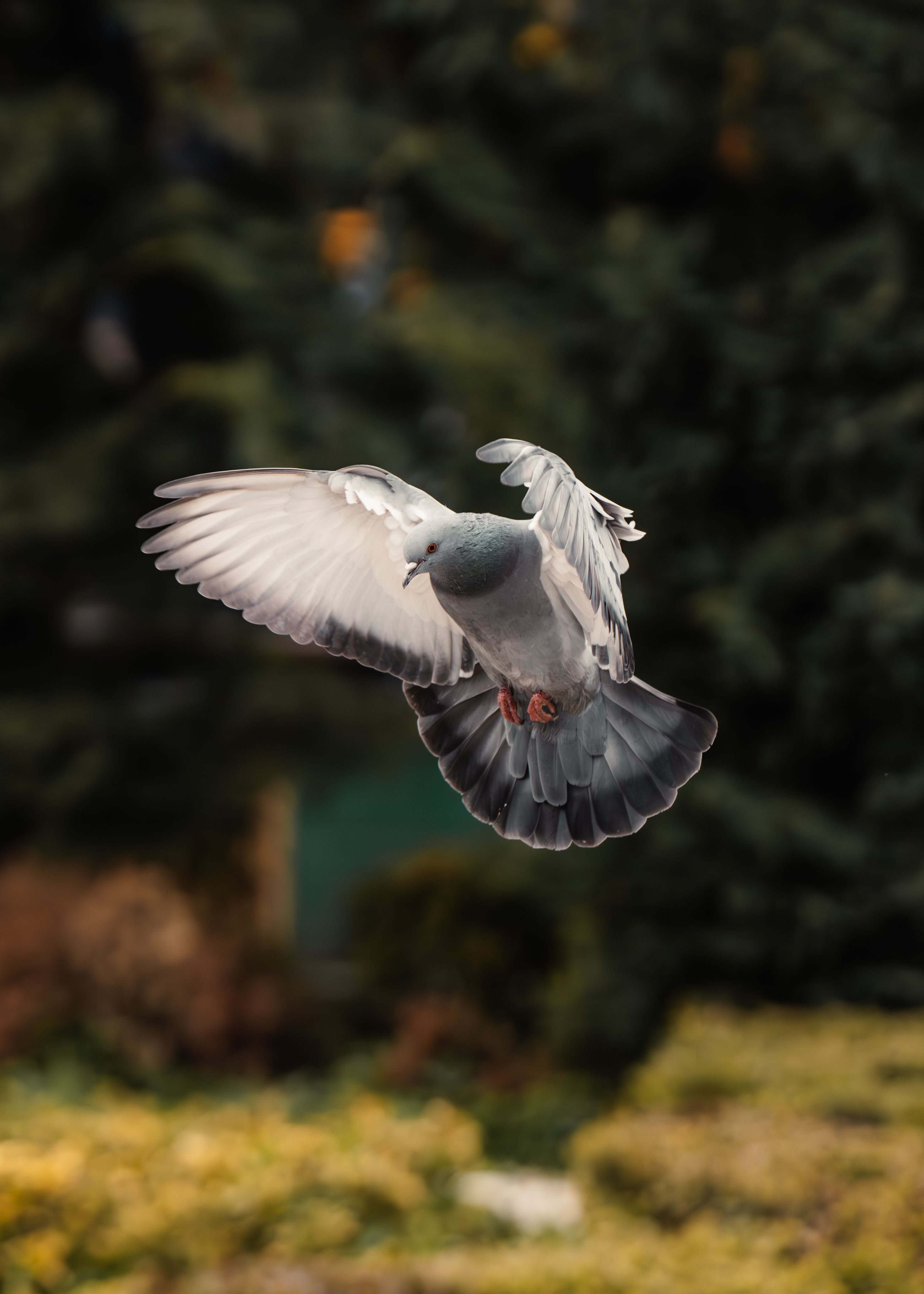 Elegant Dove in Mid-Flight Against Blurred Background · Free Stock Photo