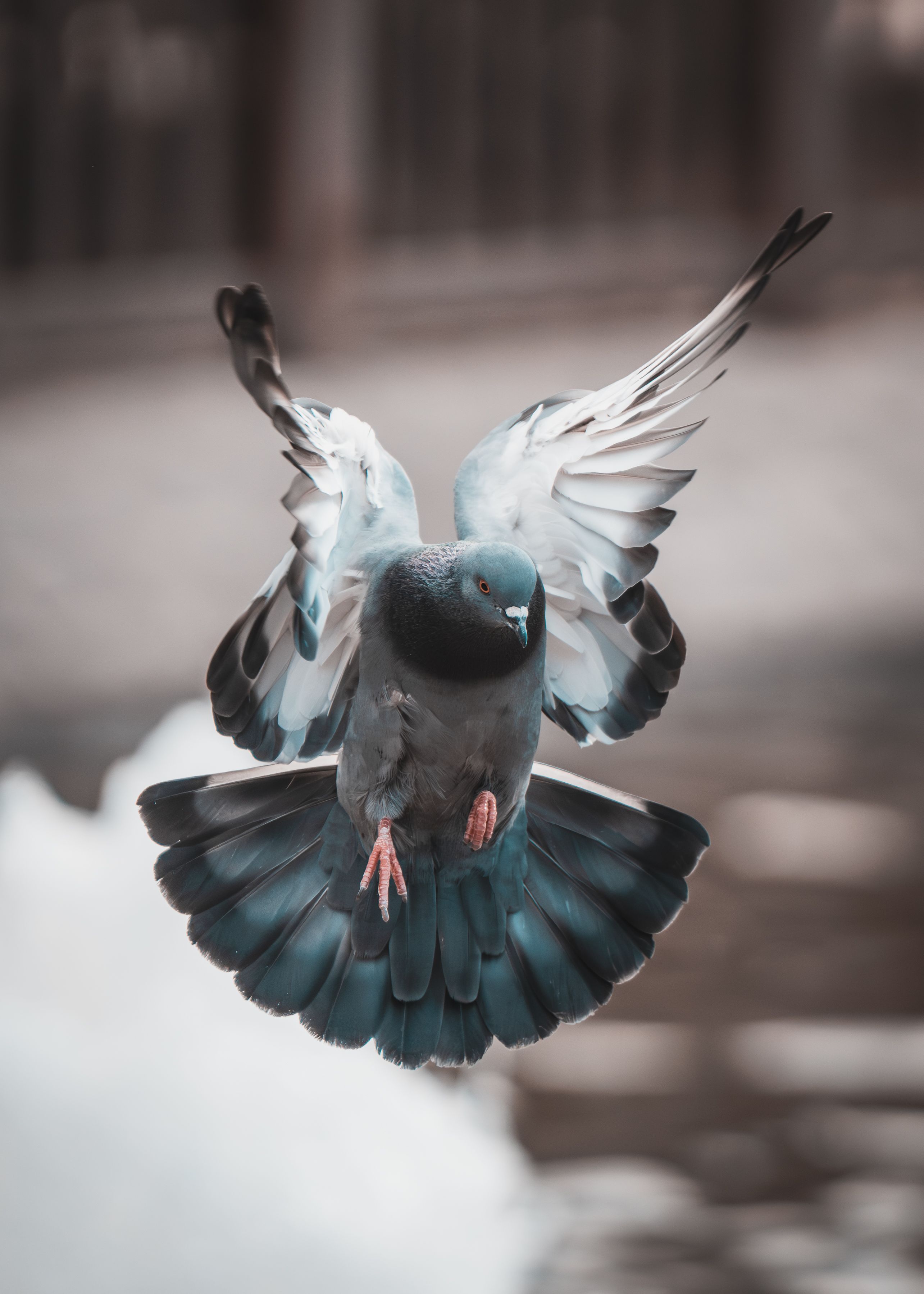 Graceful Flight of a Rock Pigeon in Motion · Free Stock Photo