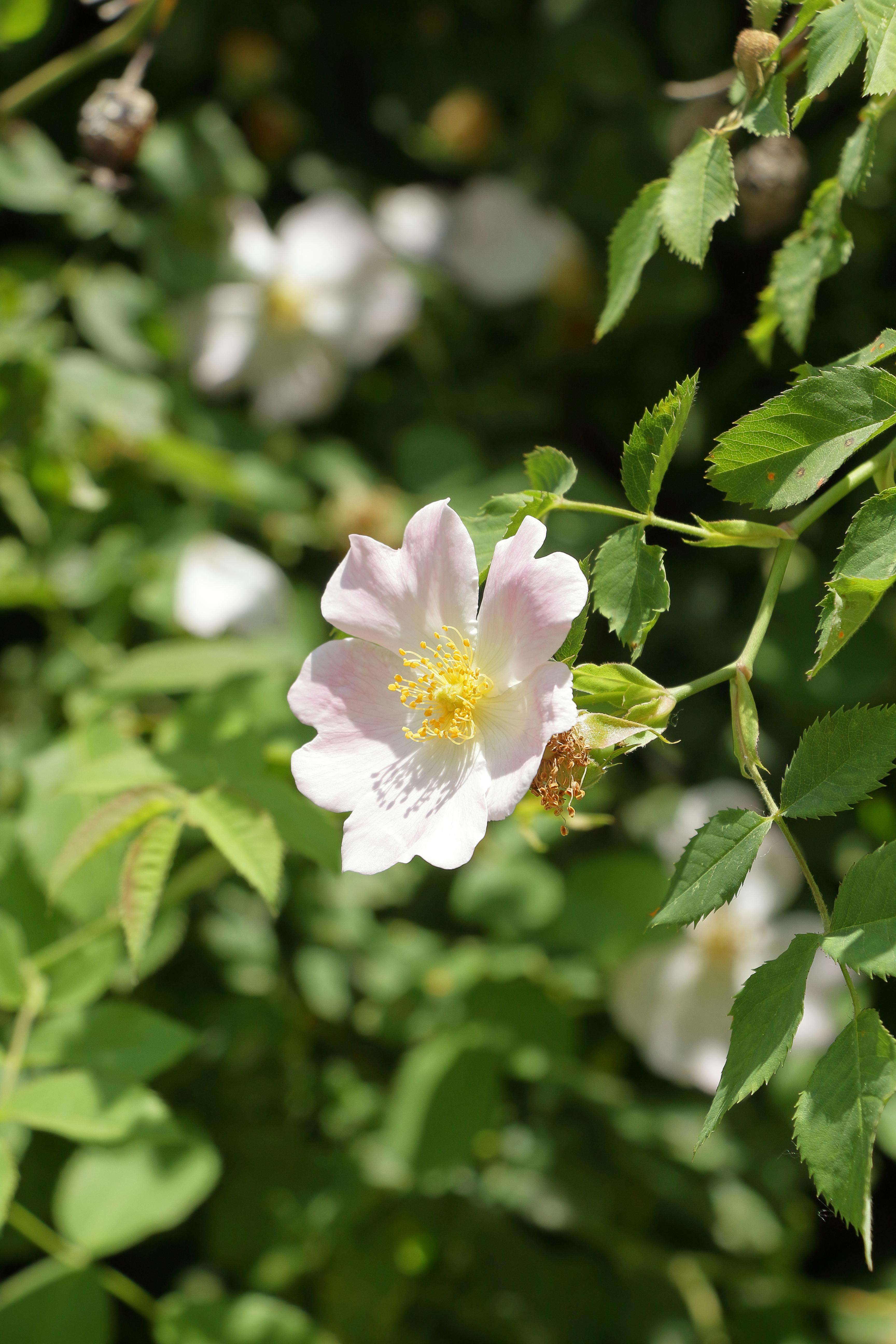 Delicate Pink Wild Rose Bloom in Sunlight · Free Stock Photo