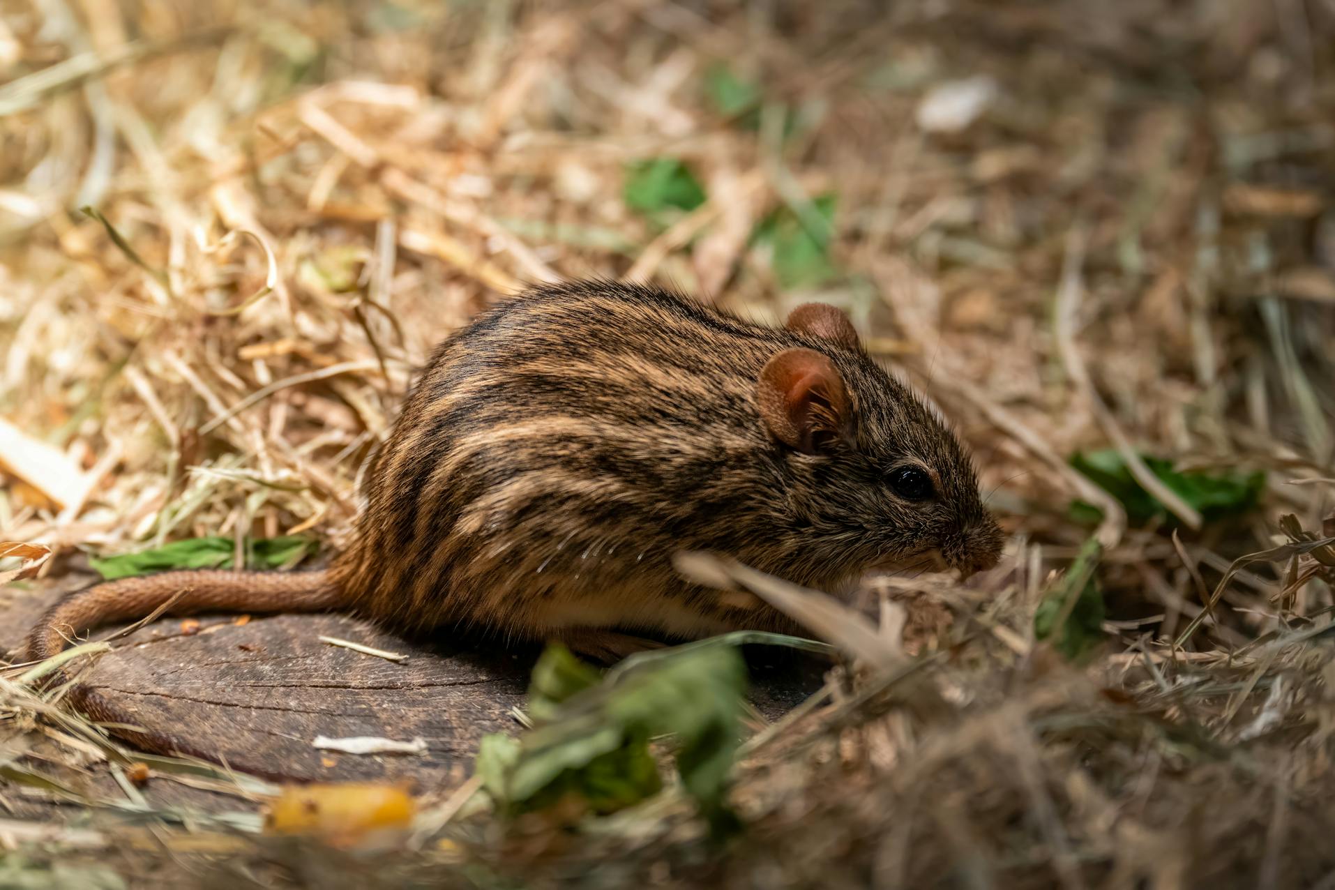 African Spiny Mouse: Fun Facts and Useful Information